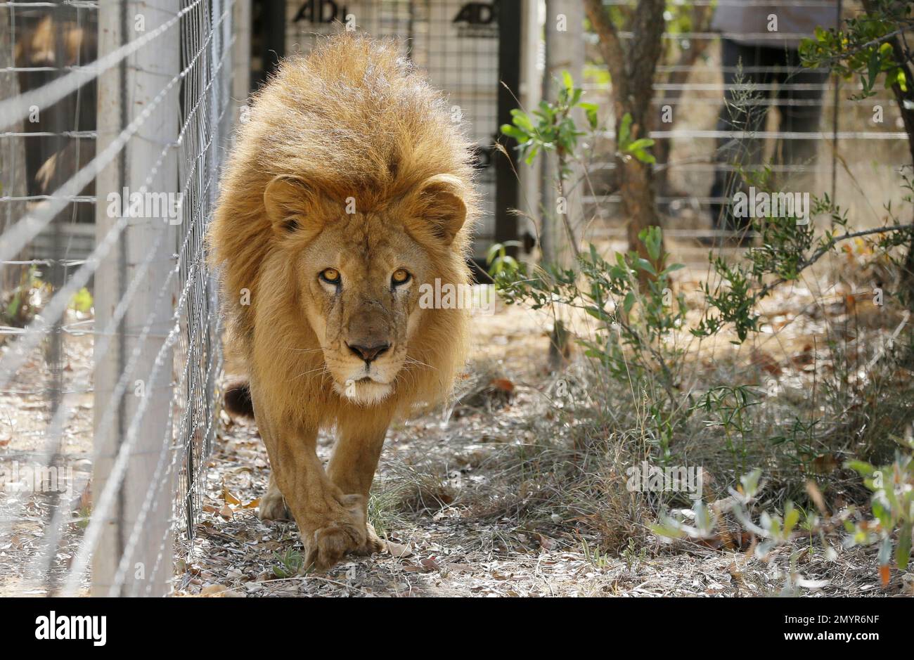 A former circus lion is released into an enclosure at Emoya Big Cat ...