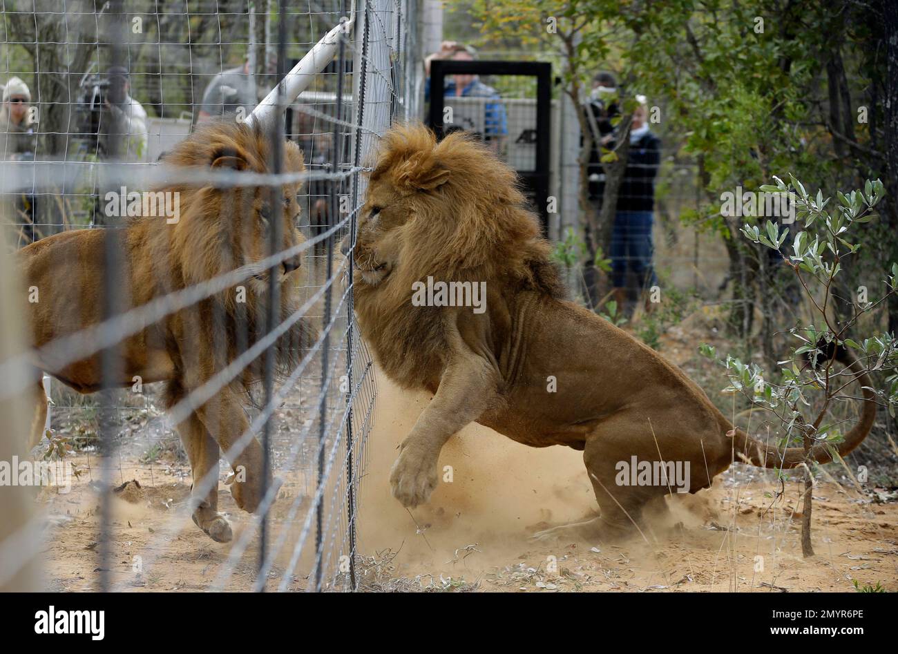 Former circus lions plays after being released into an enclosure at ...
