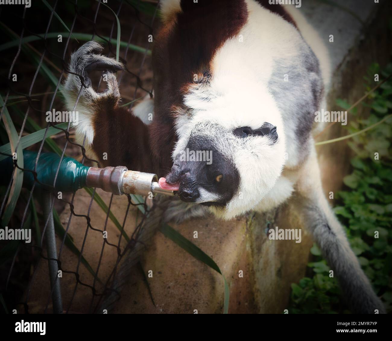 The Lemurs originating from Madagascar Stock Photo - Alamy