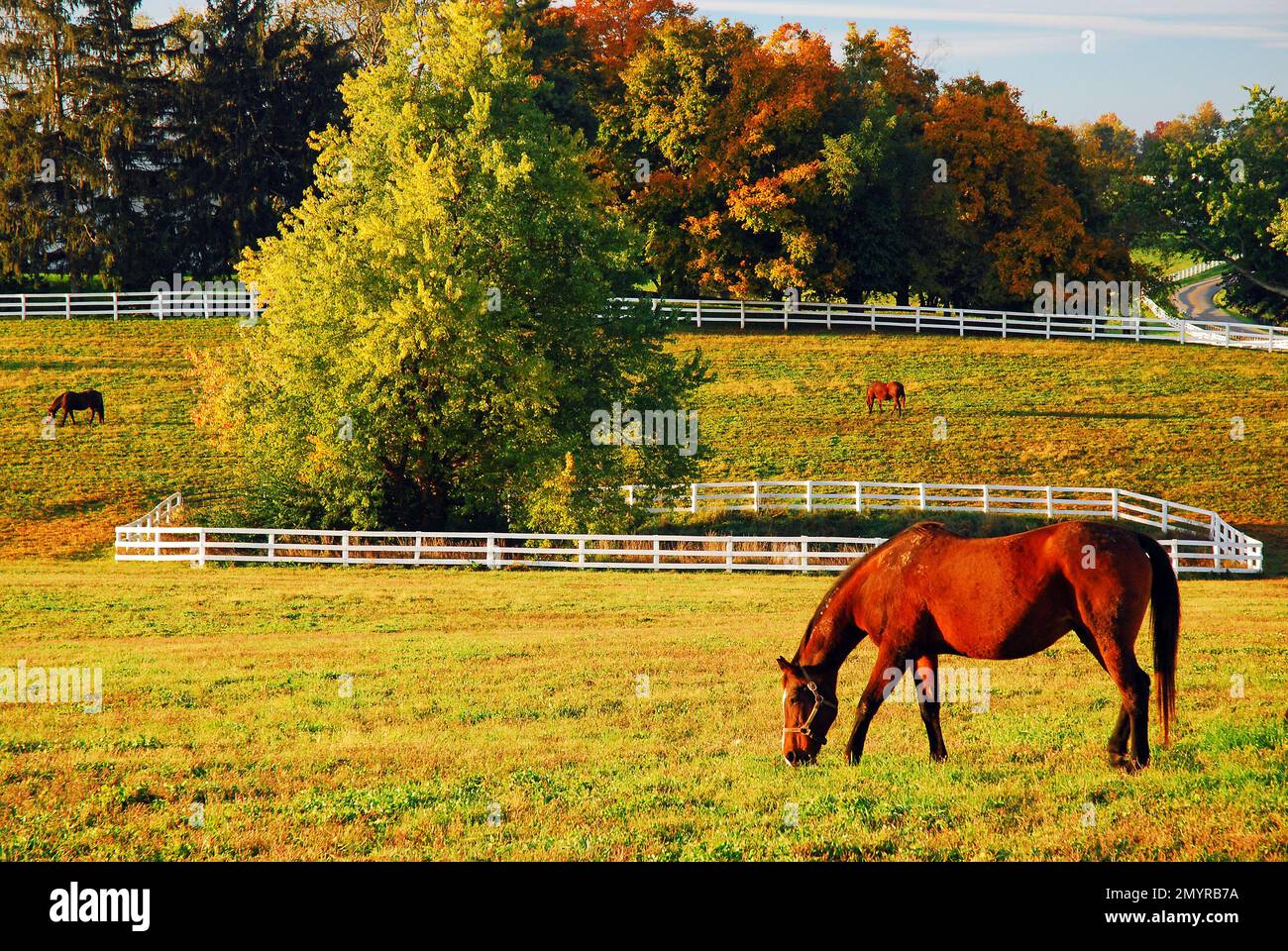 Kentucky Horses In Fall
