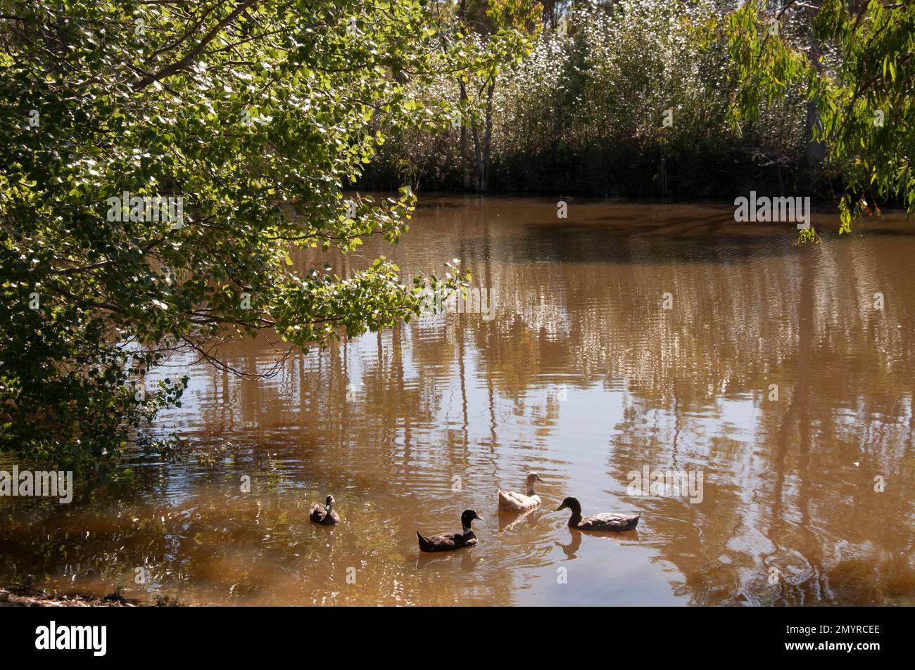 Lake Victoria at Princes Park in Maryborough in the Victorian Central ...