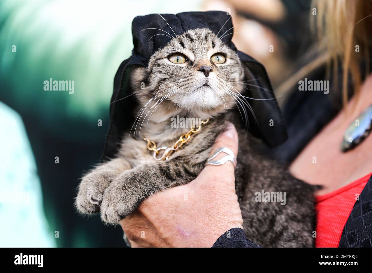 Keanu the cat attends the LA Premiere of "Keanu" held at ArcLight ...