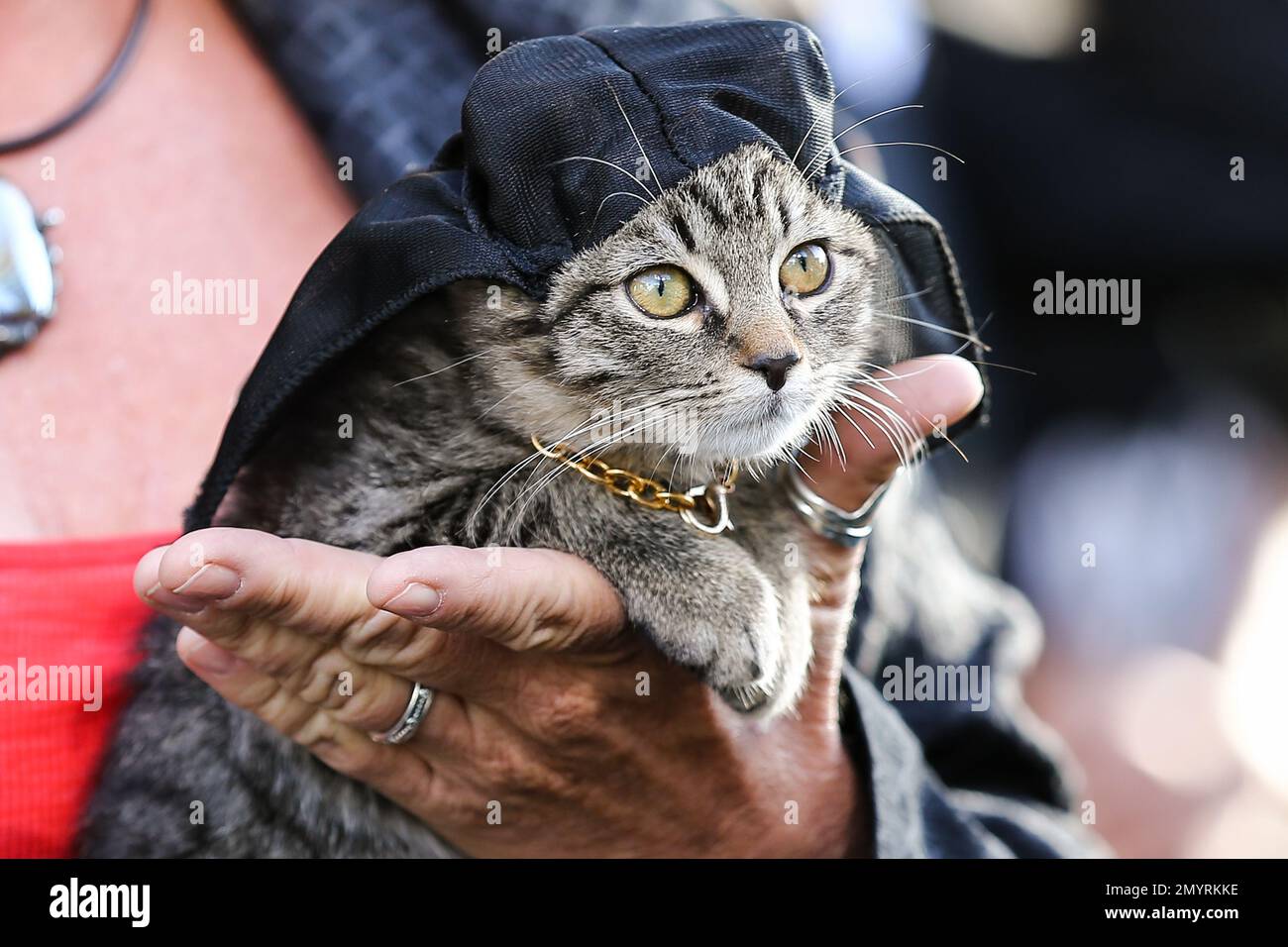 Keanu the cat attends the LA Premiere of "Keanu" held at ArcLight ...