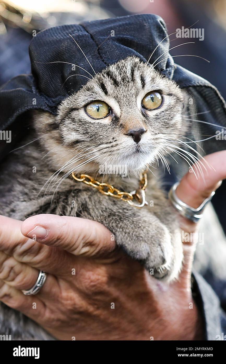 Keanu the cat attends the LA Premiere of "Keanu" held at ArcLight ...
