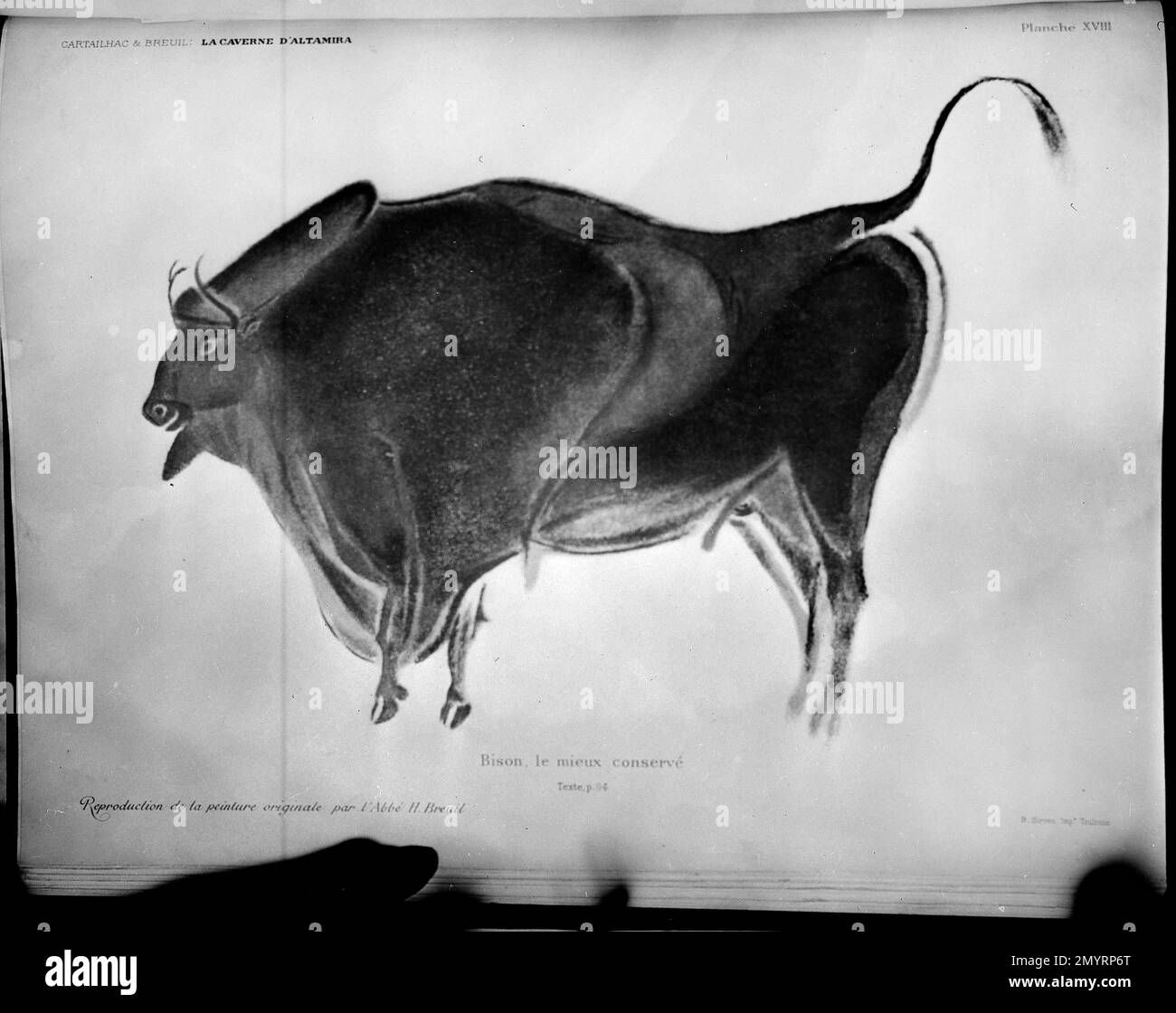 This is a typical painting found on the walls of a cave in Altamira ...