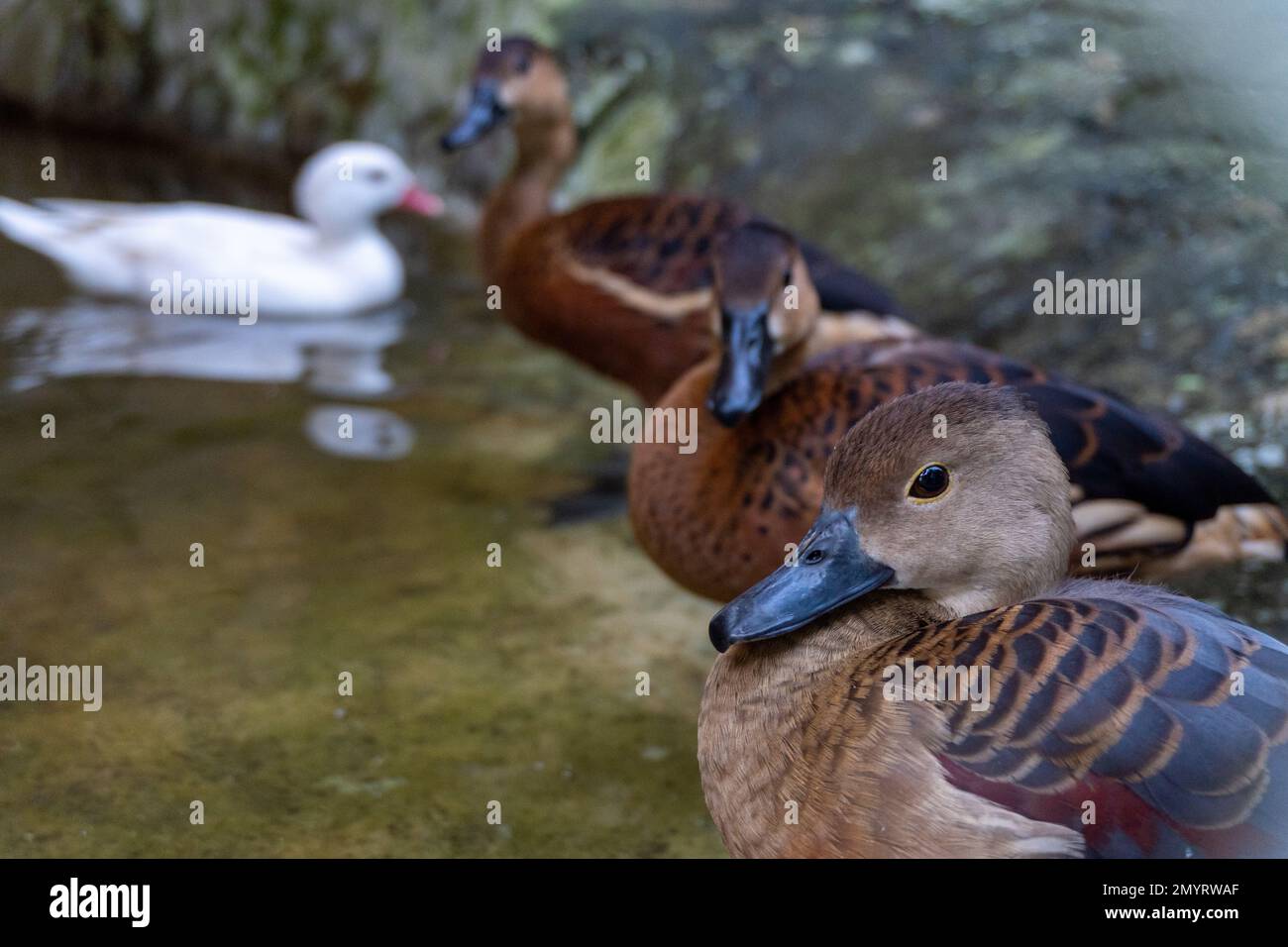 A beautiful and vibrant mandarin duck in a cage on display at the zoo ...