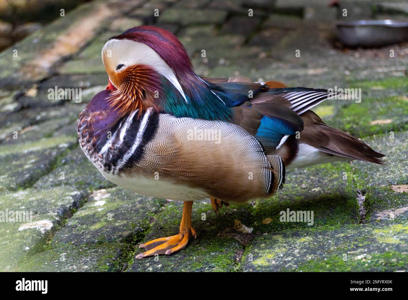 A beautiful and vibrant mandarin duck in a cage on display at the zoo ...