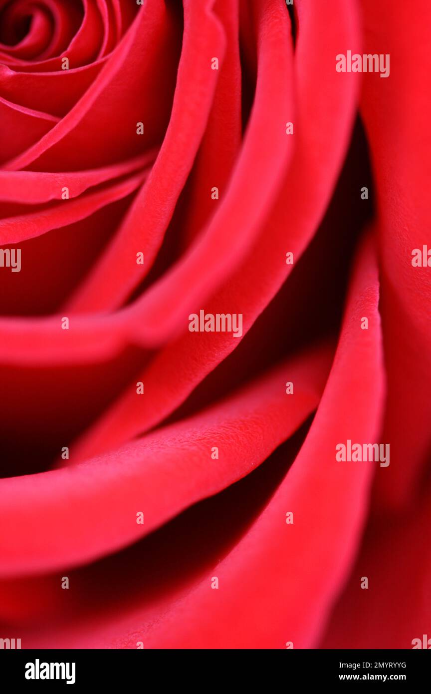 Velvet effect hi-res stock photography and images - Alamy