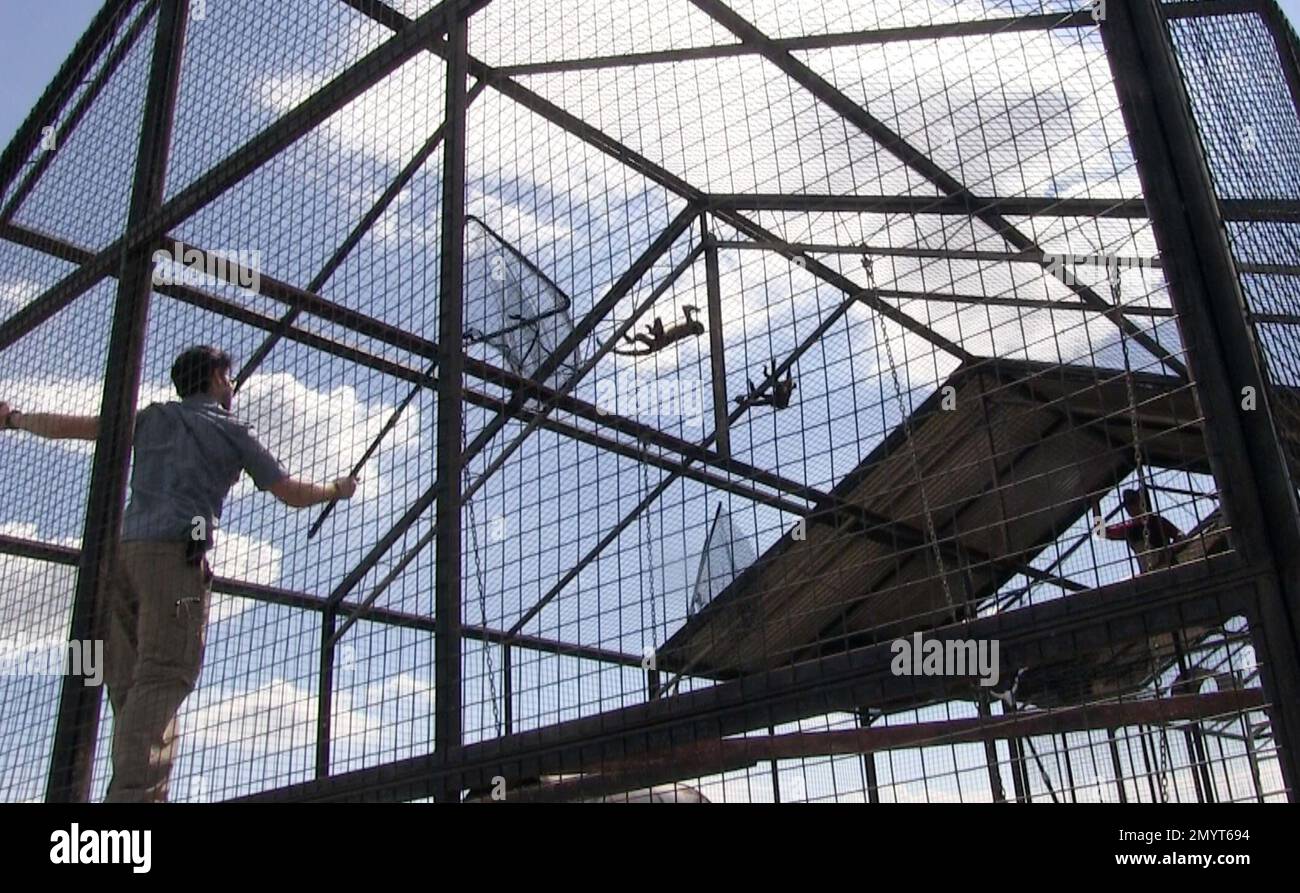 Monkeys are captured by the International Primate Rescue organization ...