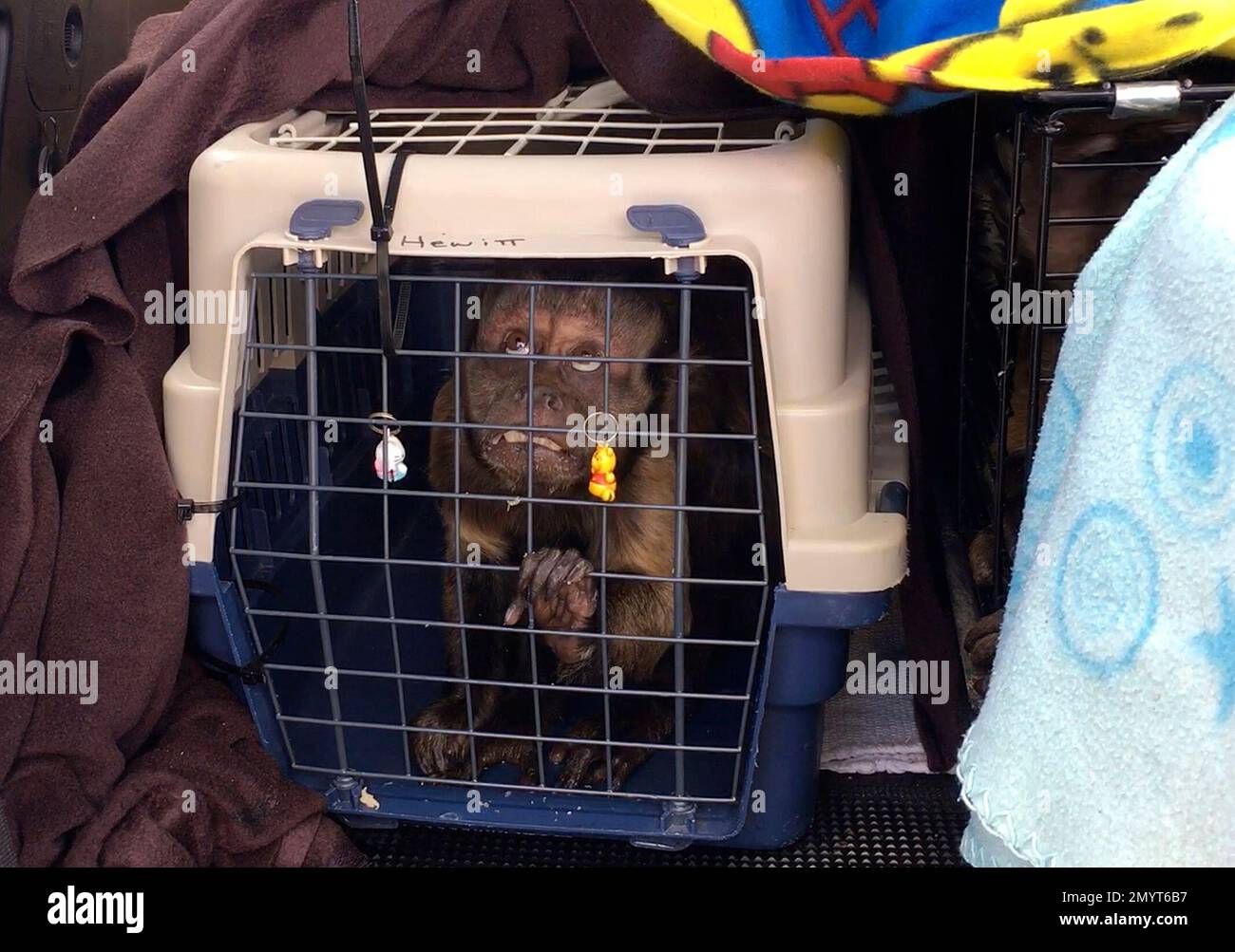 A rescued monkey is seen in a cage at a garden nursery, north of ...