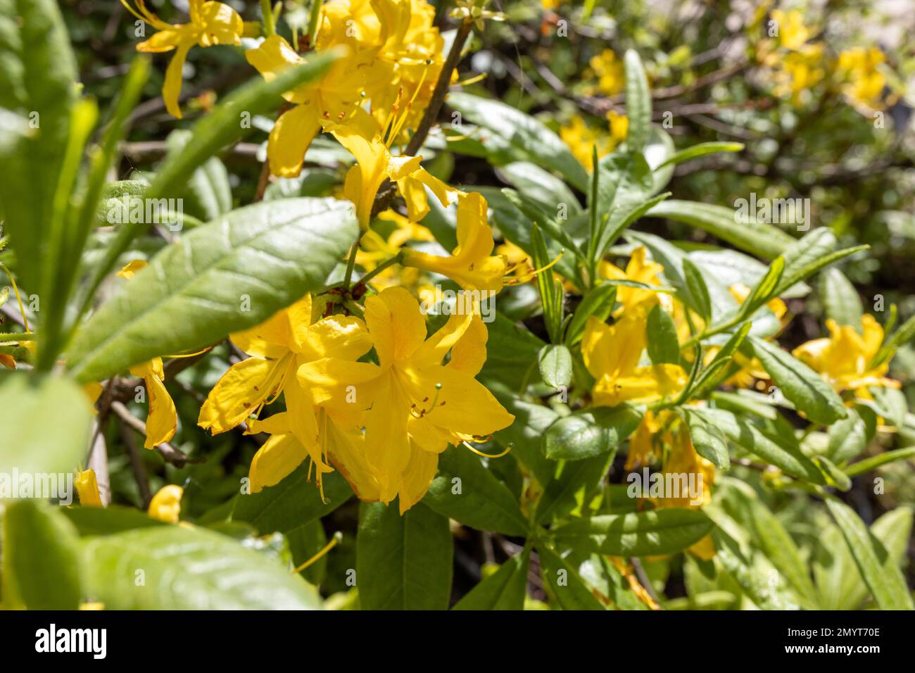 Yellow Japanese rhododendrons near the hedge in the botanical garden ...