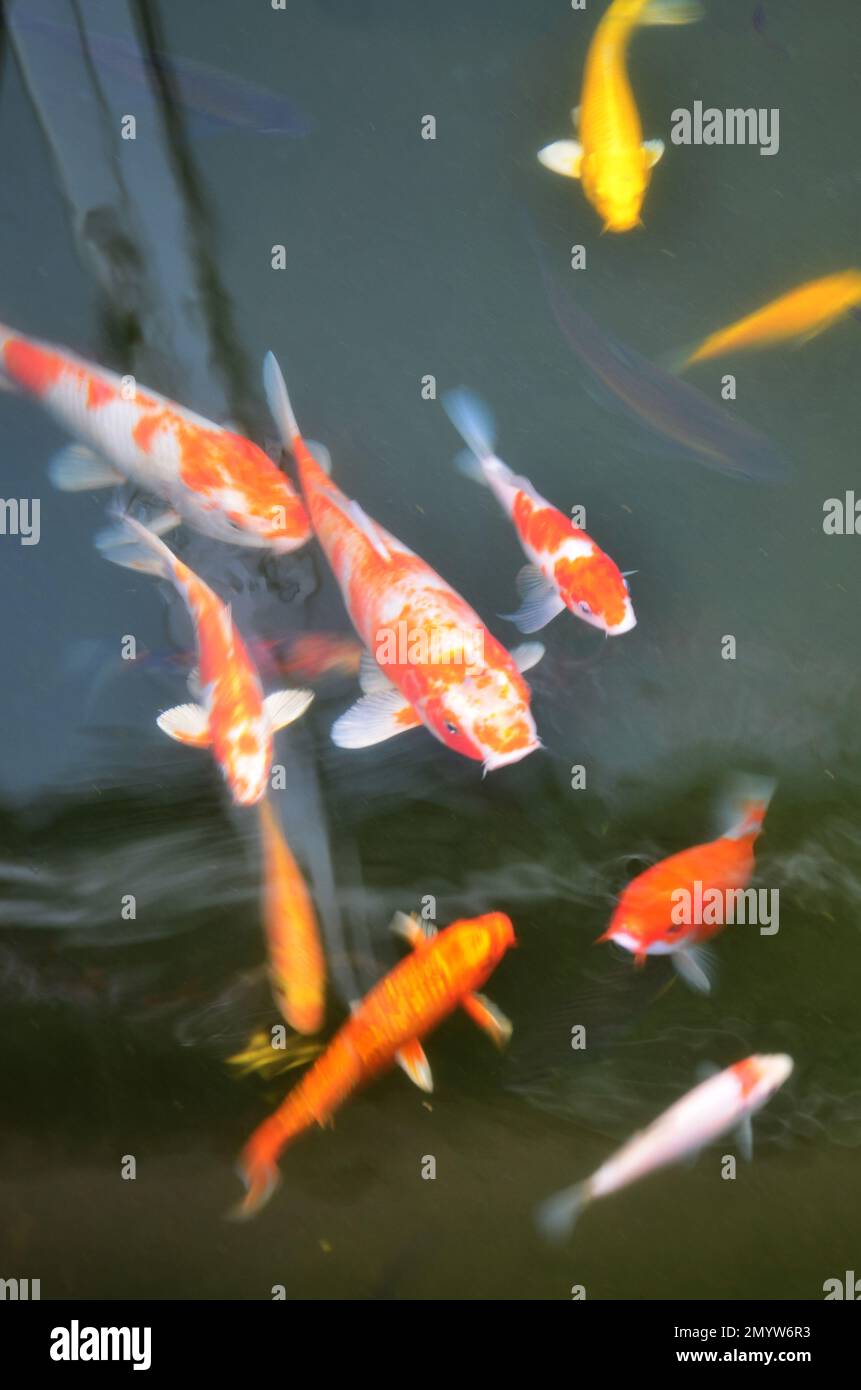 Colored varieties japan fancy carp or Koi japanese fish more ...