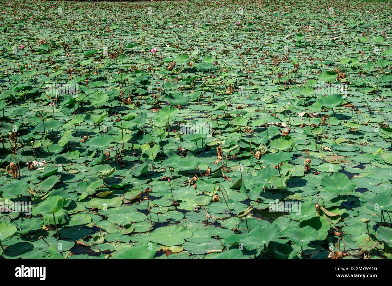 lotuses have Famous Lotus in pond has faded. Withered lotus on Lake ...