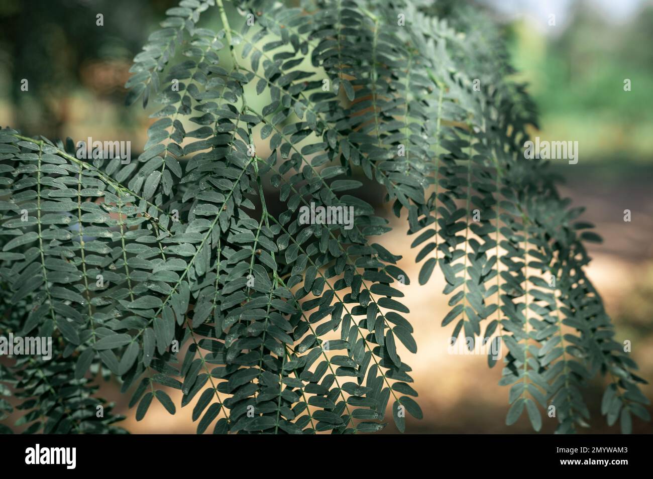 Small green leaves texture background with beautiful pattern. Clean ...