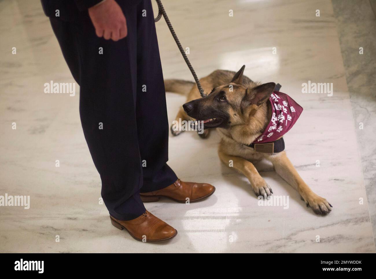 Military veteran Cole Lyle, who suffers with PTSD, and his dog Kaya ...