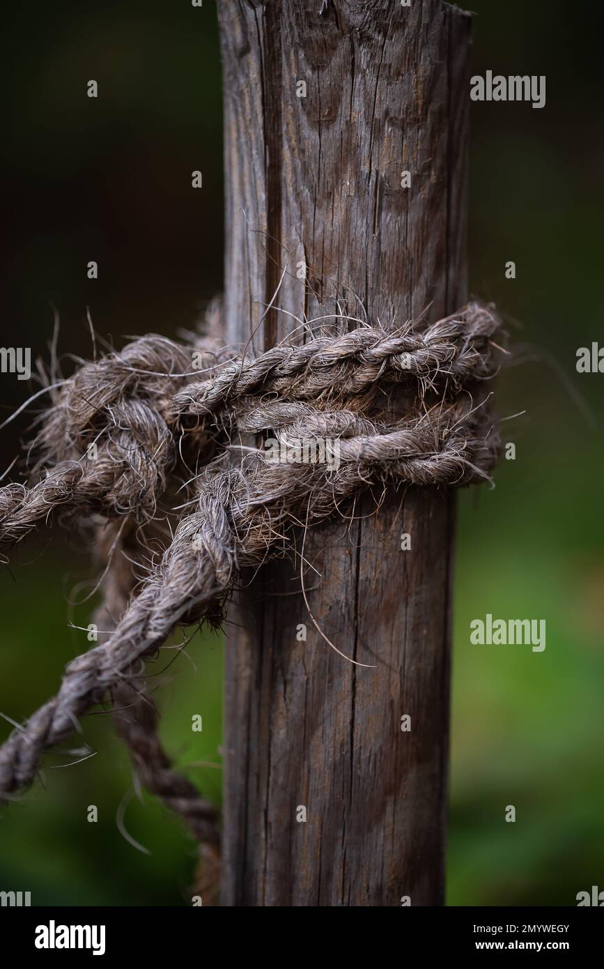 A vertical closeup of a knotted rope around a wooden peg Stock Photo ...
