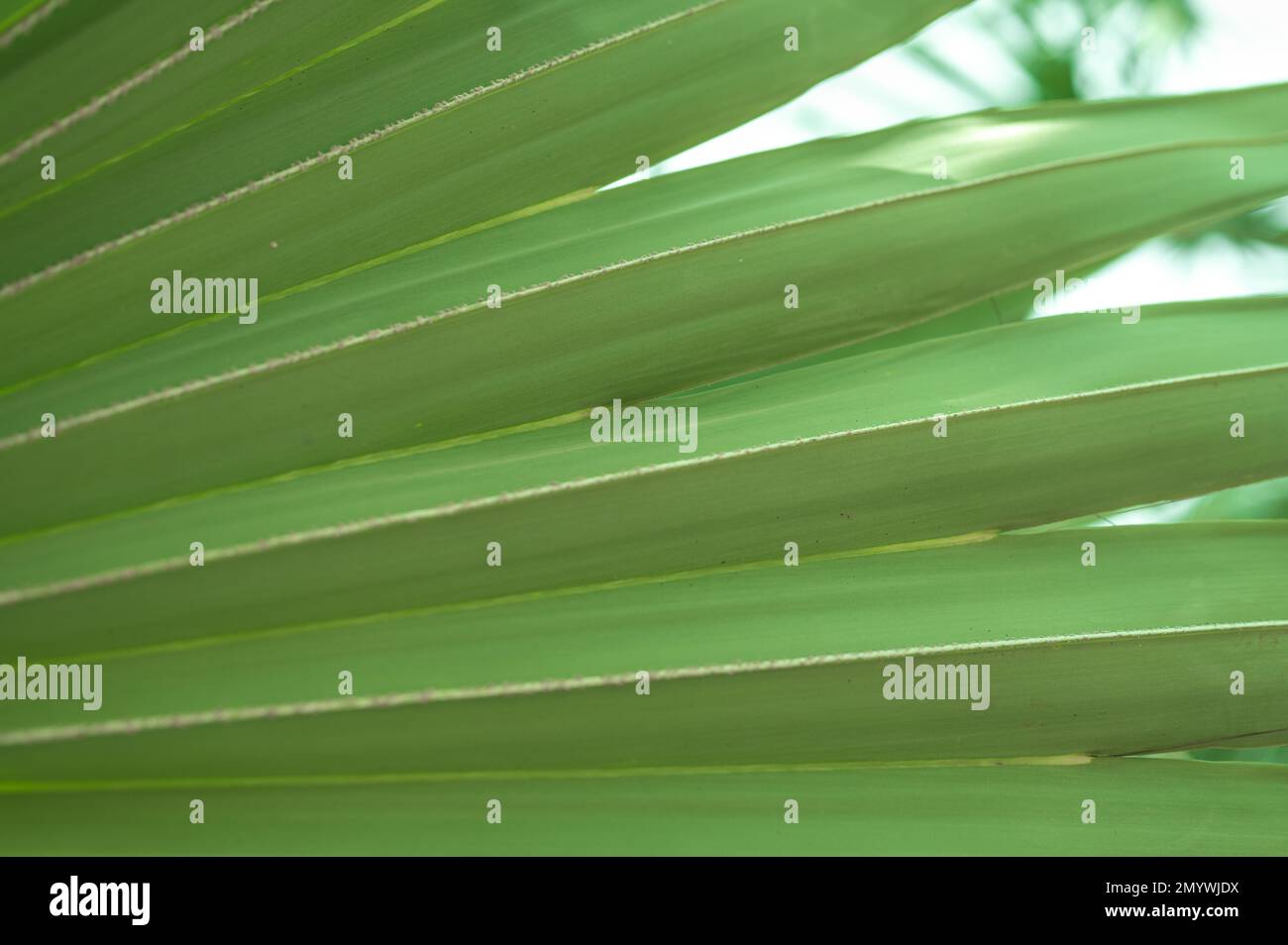palm leaf texture natural tropical green leaf close up. Palm leaf crop ...