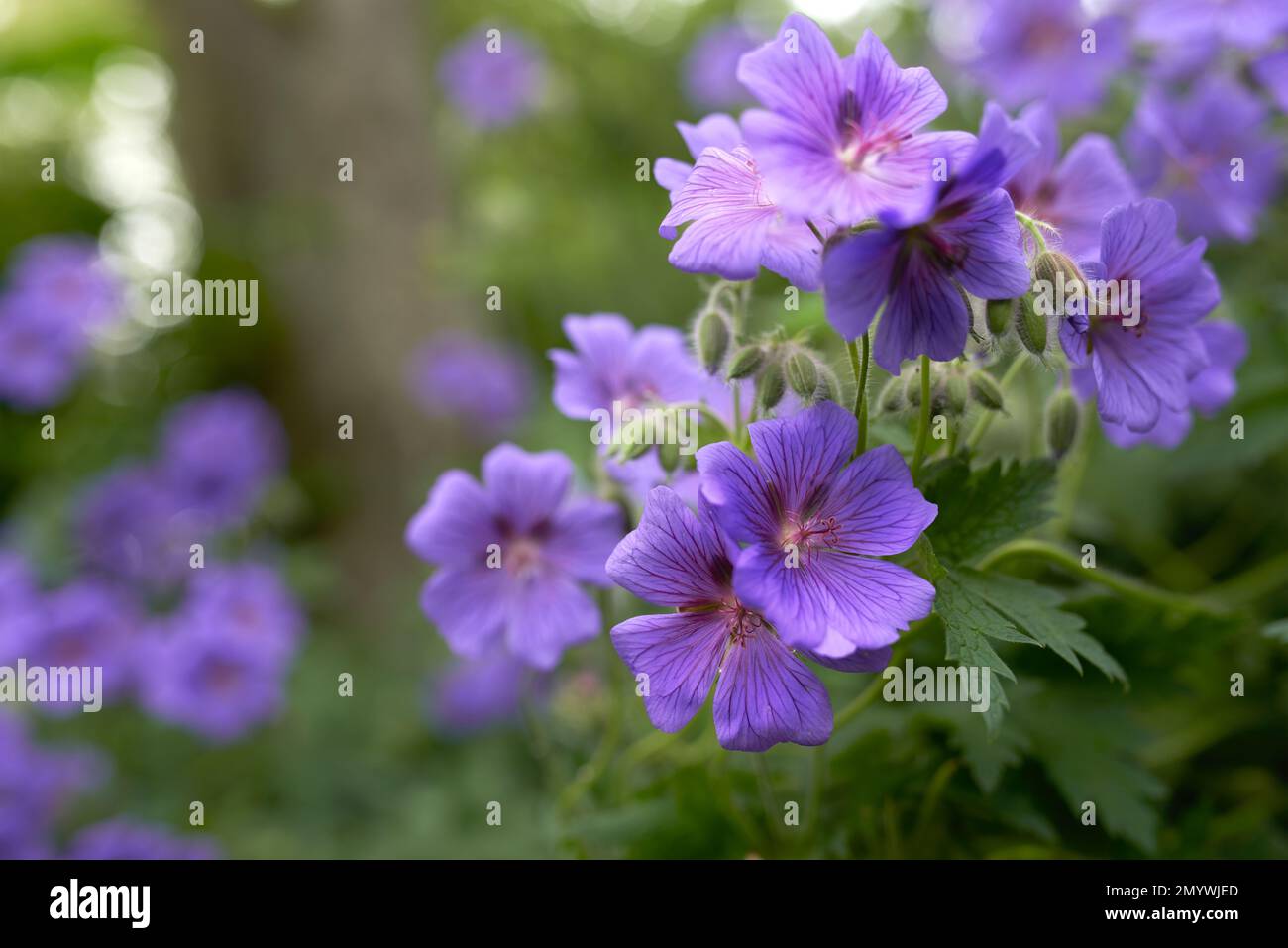 Purple flowers brightening up the garden. Beautiful purple flowers in ...