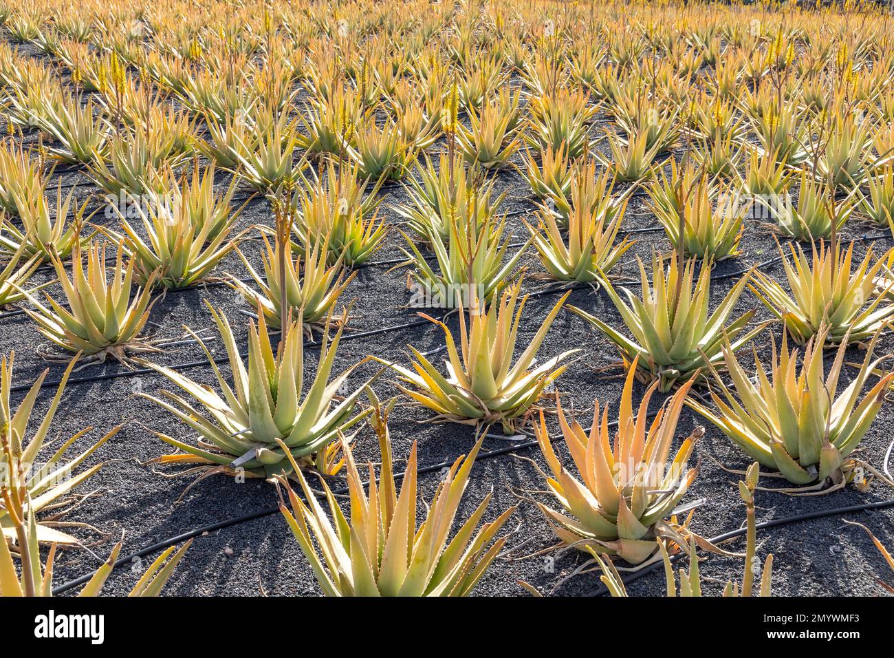 Aloe Vera plant ready for harvest at a field in Lanzarote, Spain Stock ...