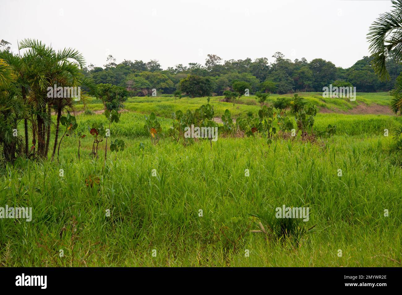 grassy rural landscape nature. photo of rural landscape look scenery ...
