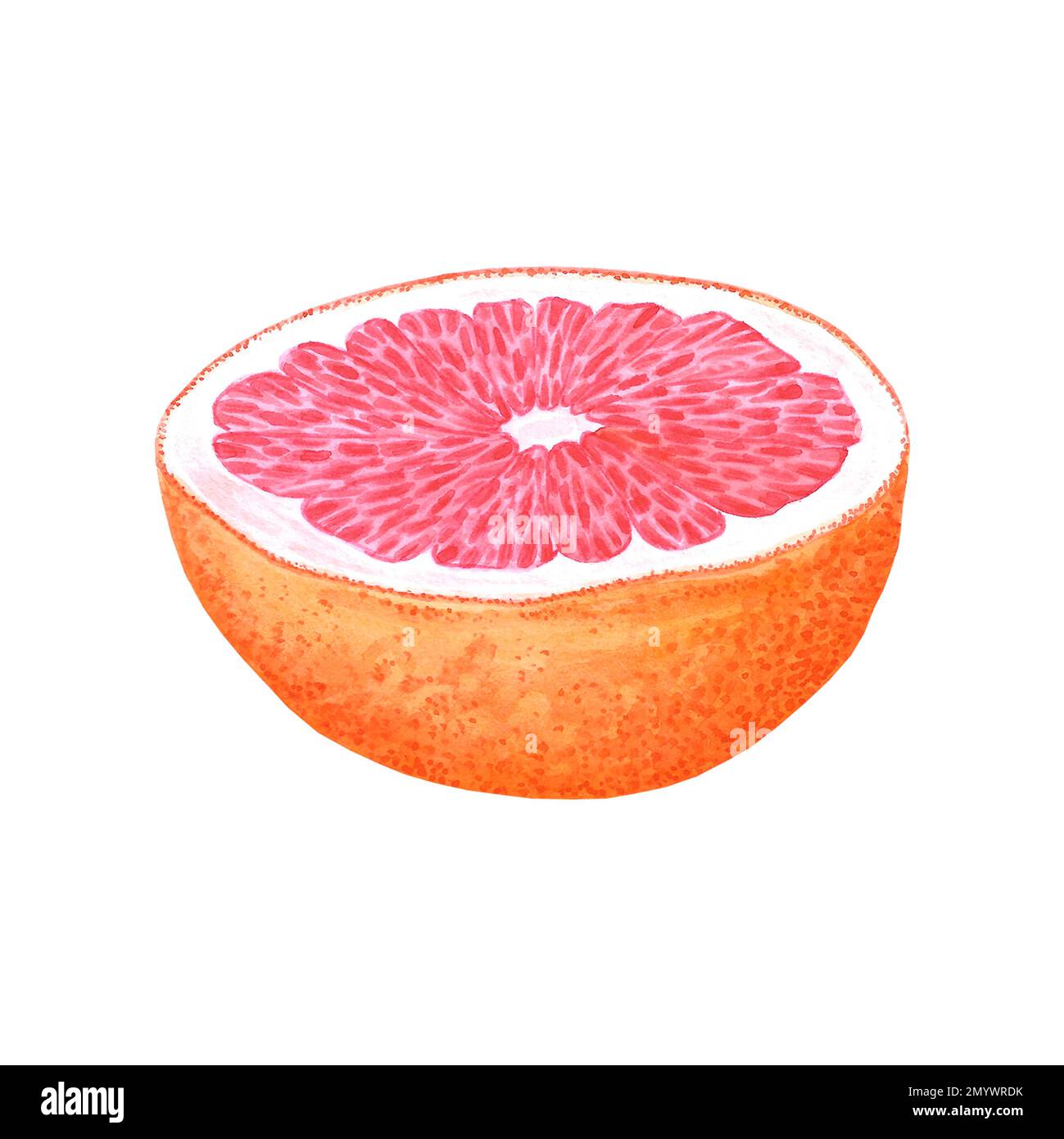 Hand drawn watercolor grapefruit isolated on white background. Scrapbook, post card, banner ...
