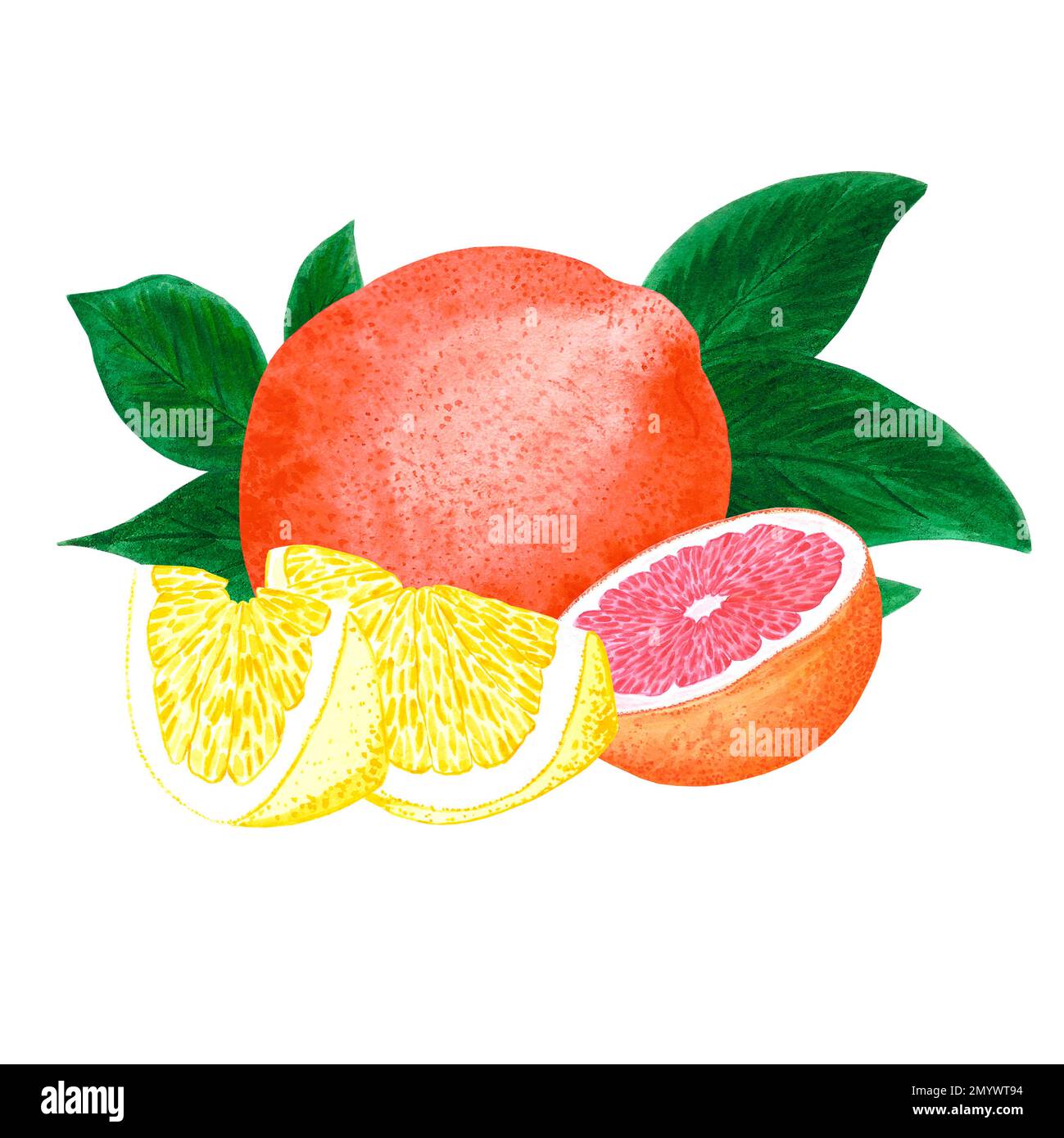 Hand drawn watercolor grapefruit and lemon with green leaves isolated on white background ...