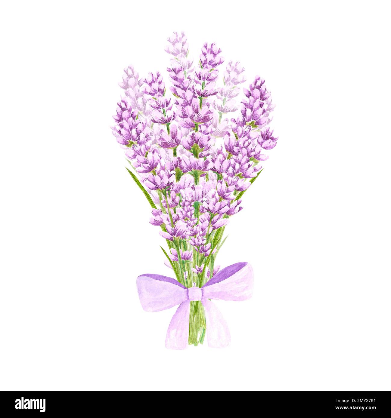 Handdrawn lavender flowers. Watercolor purple lavender bouquet ...