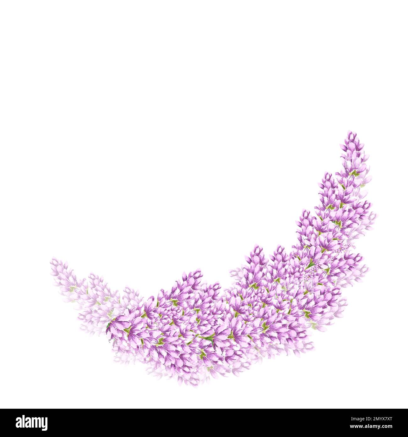 Handdrawn lavender flowers. Watercolor purple lavender frame boarder ...