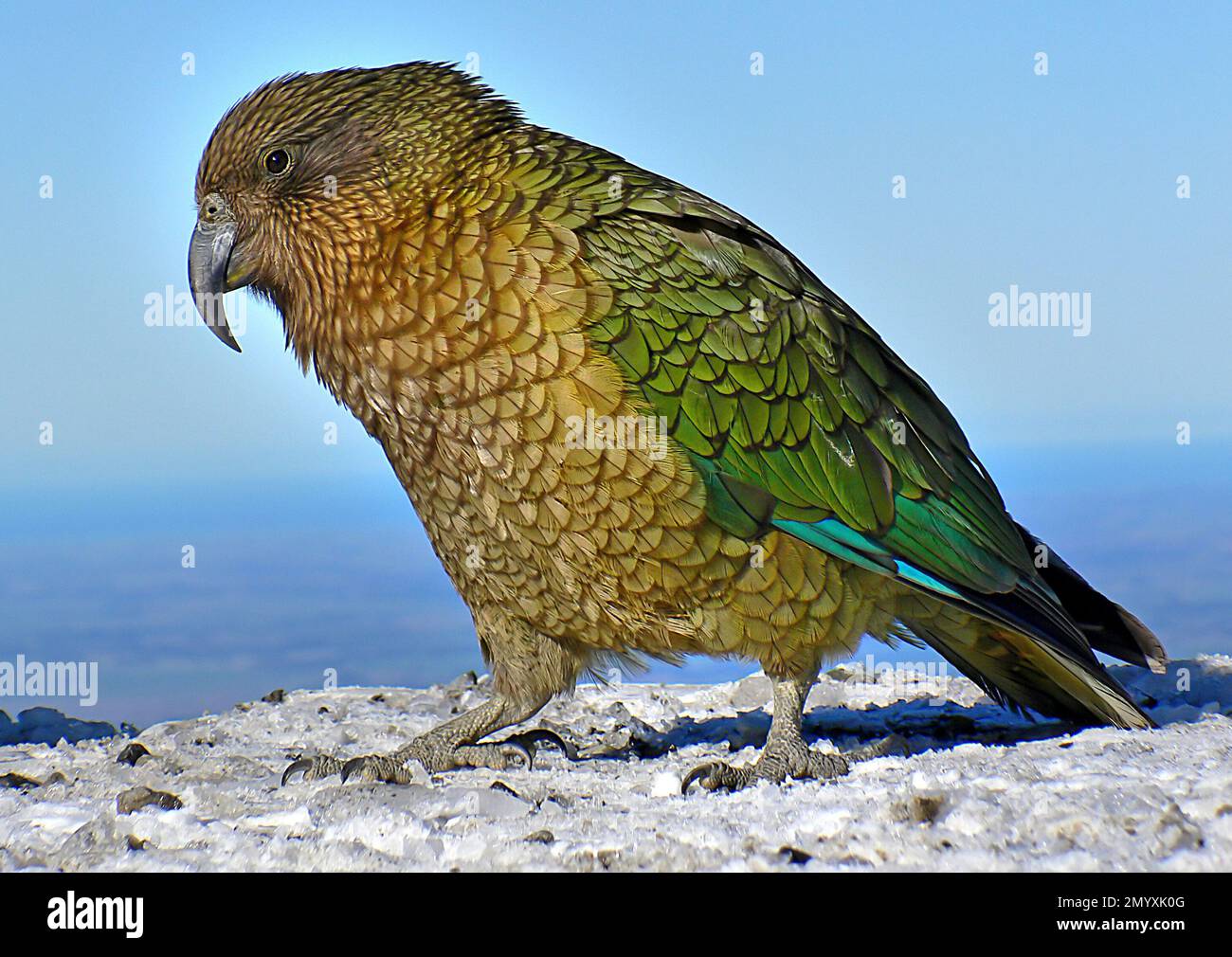 Bernard Spragg - Beautiful Bird Photography - The Kea - Naughty Alpine ...