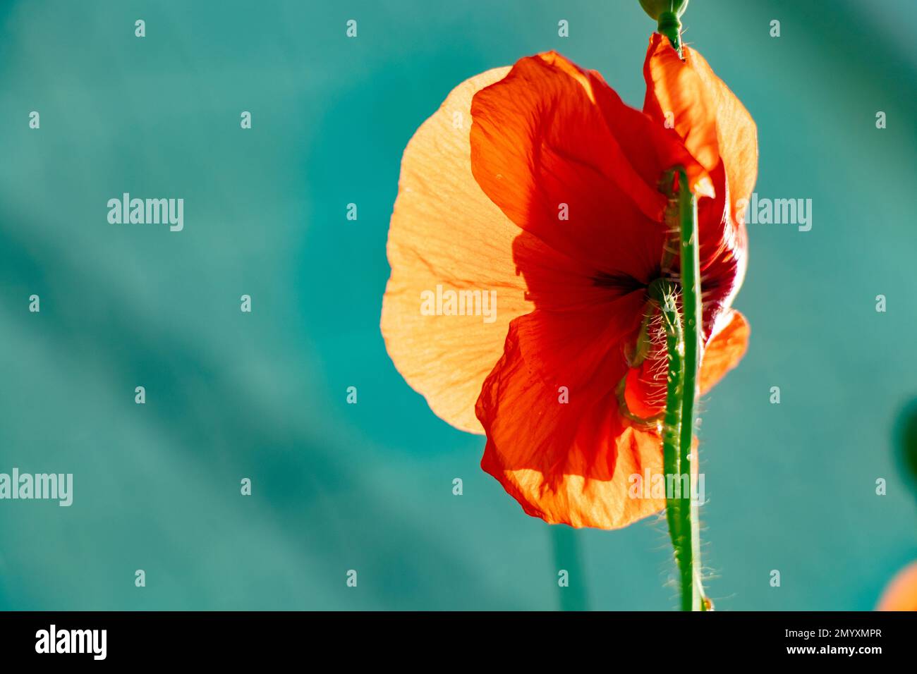 Ww2 poppy fields hi-res stock photography and images - Alamy