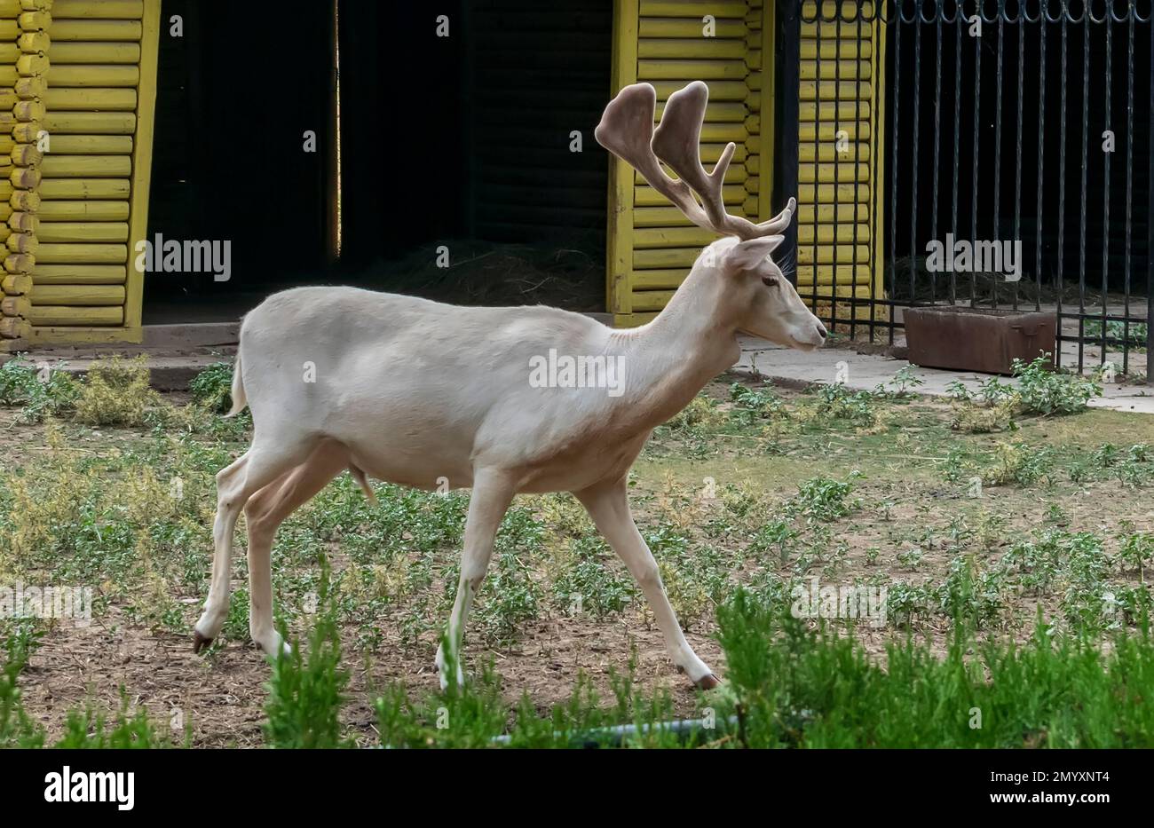The white north deer is in its aviary Stock Photo - Alamy
