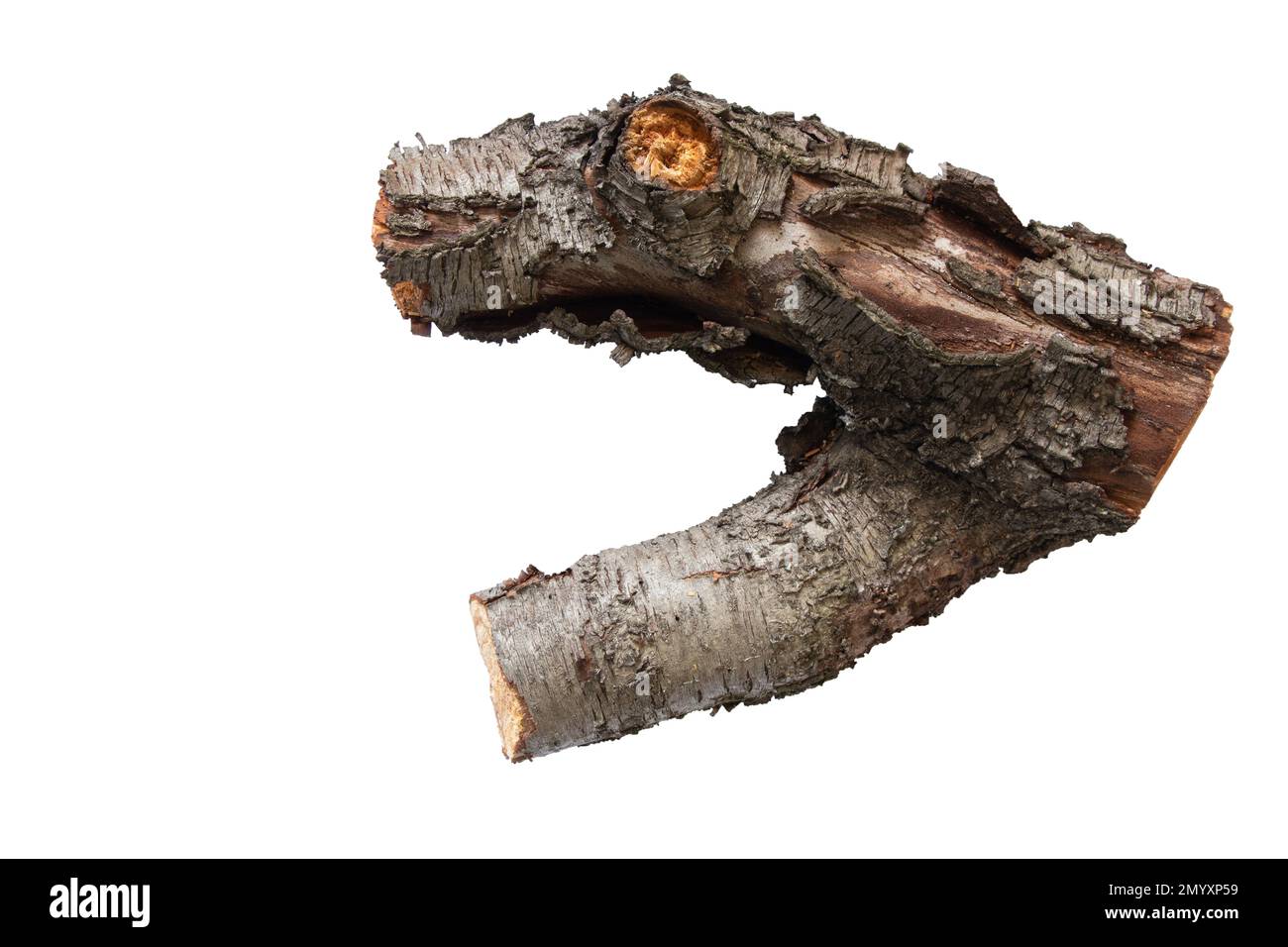 cut down old cherry log on a white background Stock Photo - Alamy