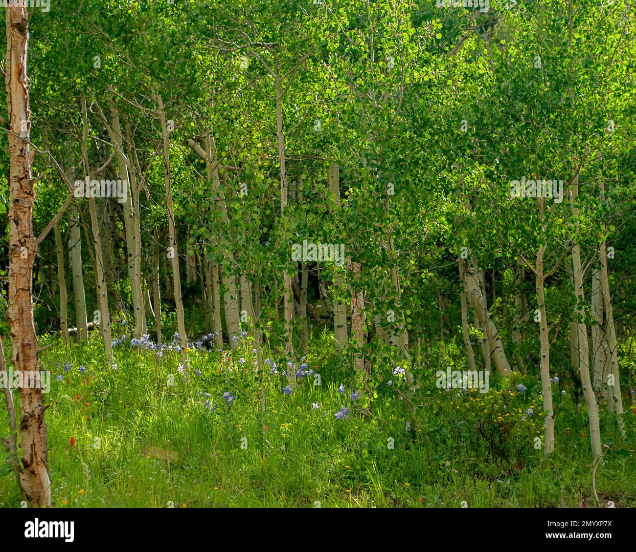 A grove of aspens at the 9,600-foot level in Colorado with blue ...