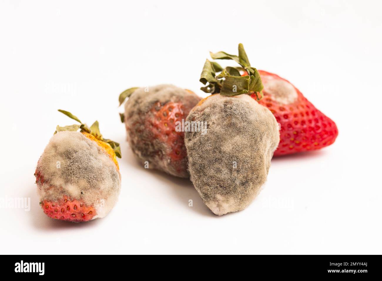 Moldy strawberry, close-up photo on a white background Stock Photo - Alamy