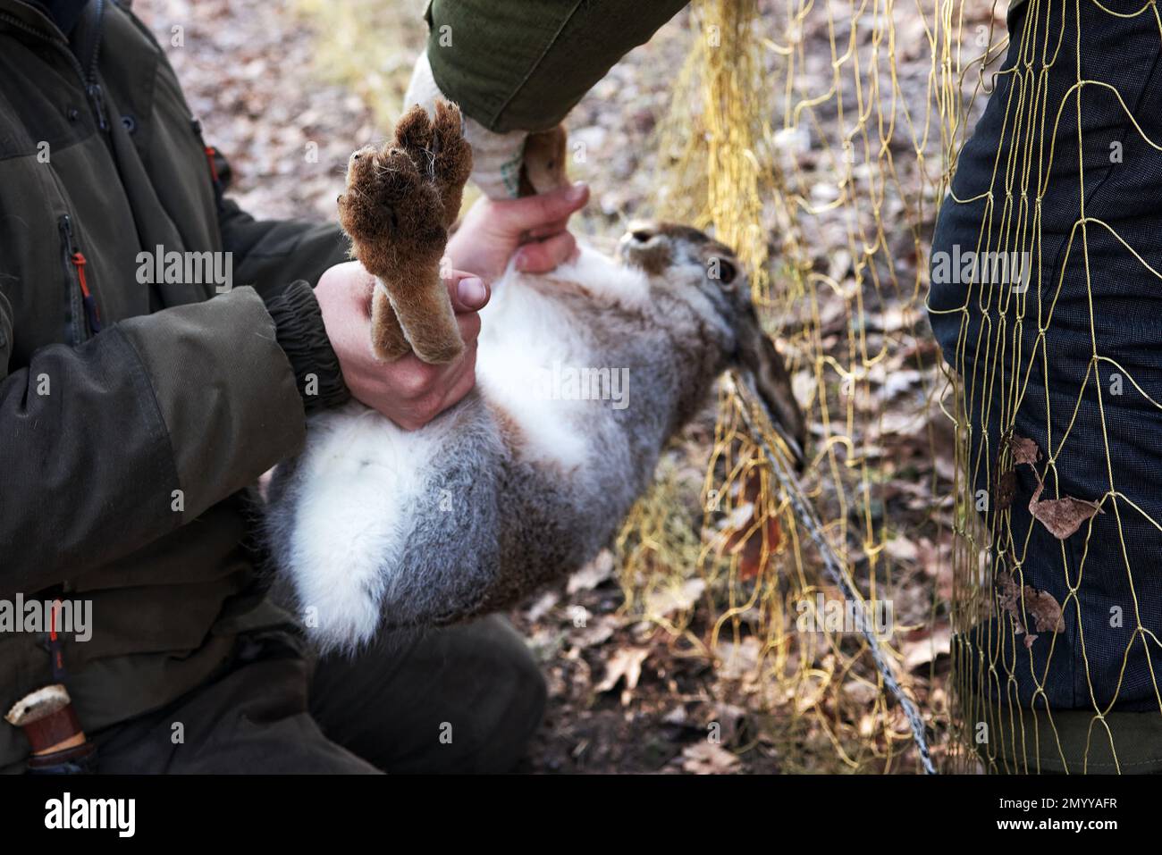 Unleashing the animal from the trap nets. Wild hare caught in a trap ...