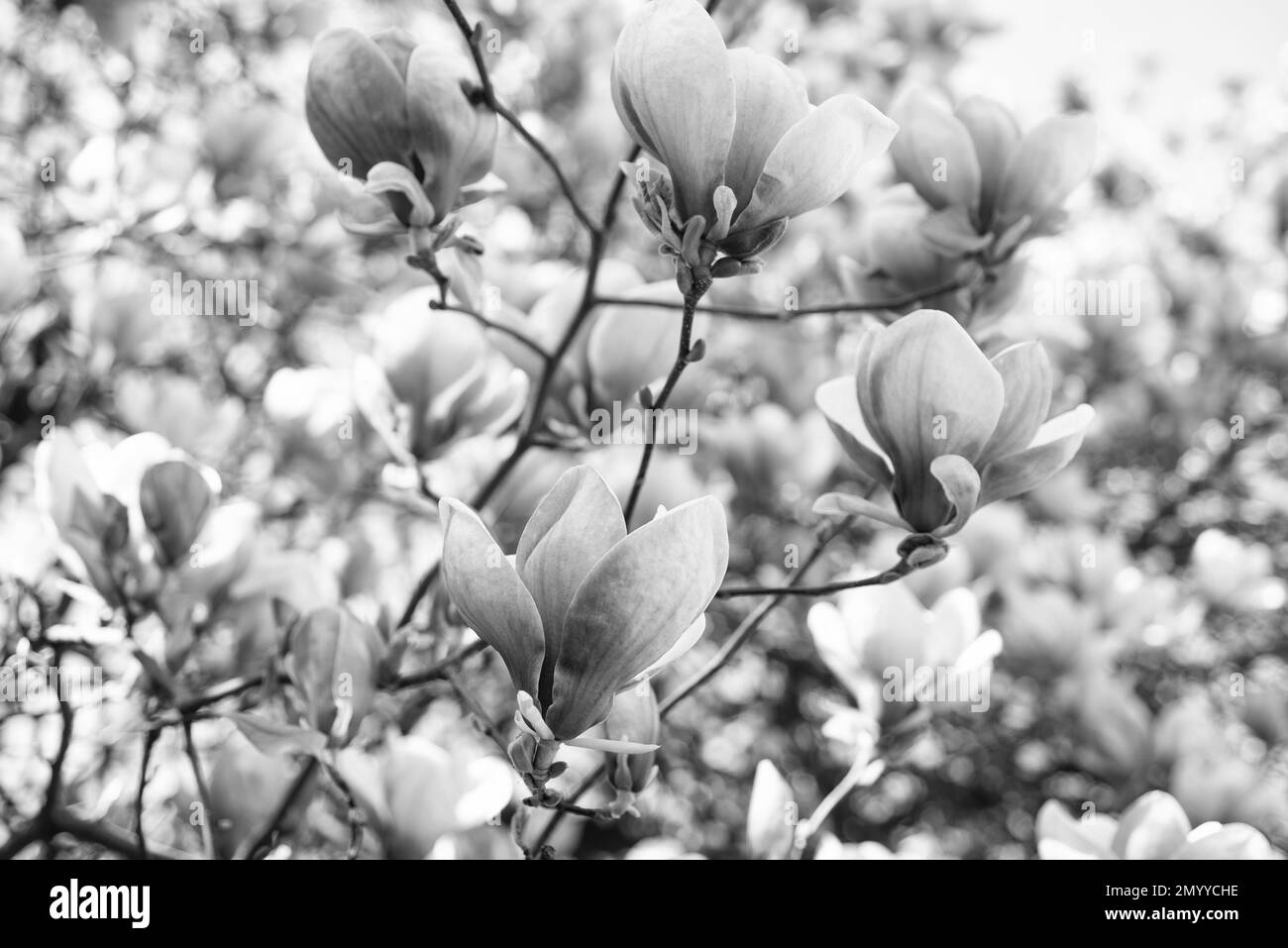 pink flowers of blooming magnolia tree in spring. nature beauty Stock ...