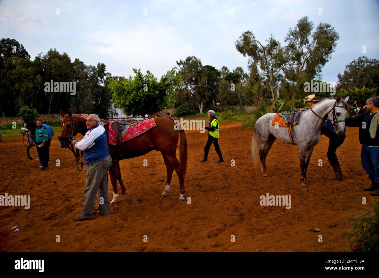 In this Thursday, March 24, 2016 photo, handlers prepare horses during ...