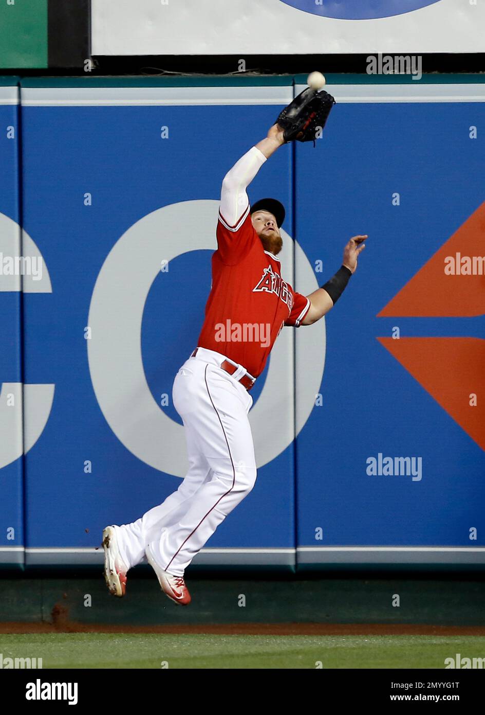 Los Angeles Angels right fielder Kole Calhoun leaps to catch a ball hit ...
