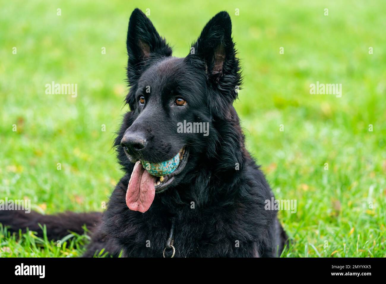 German Shepherd dog in a park Stock Photo - Alamy