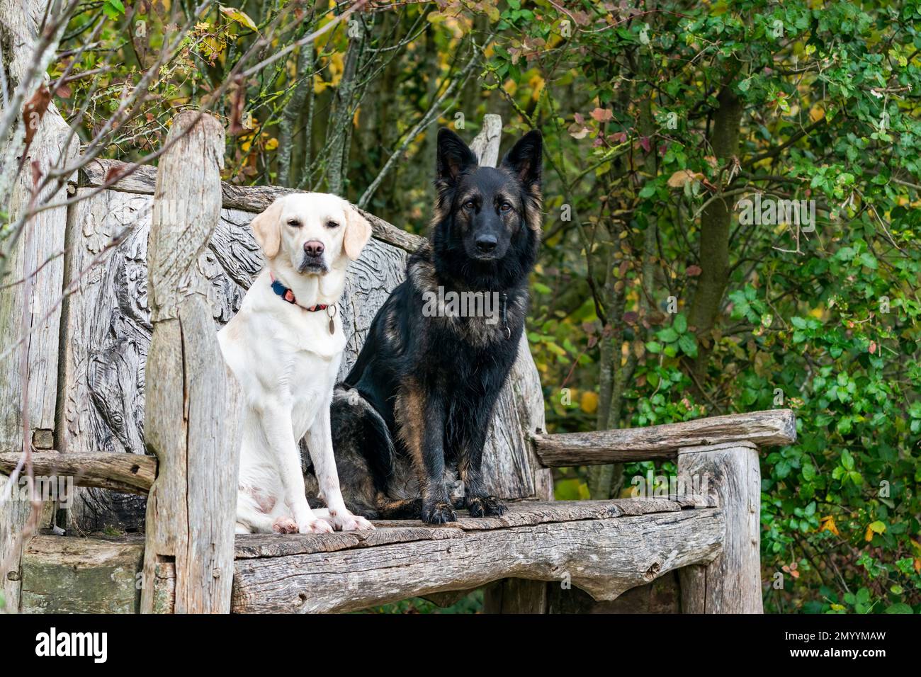 German Shepherd and white labrador dogs on a park bench Stock Photo - Alamy