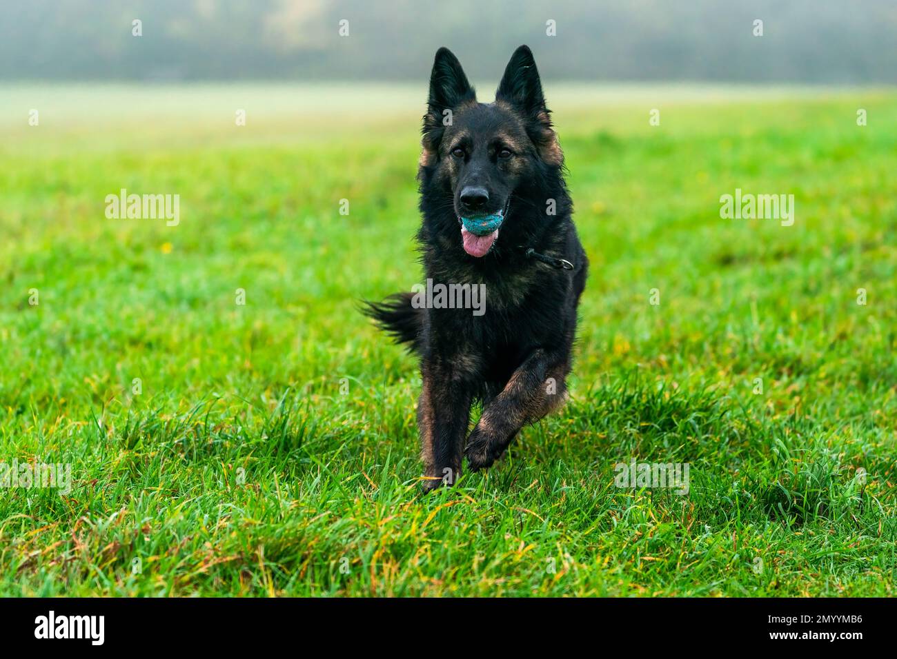 German shepherd dog walking down hi-res stock photography and images ...