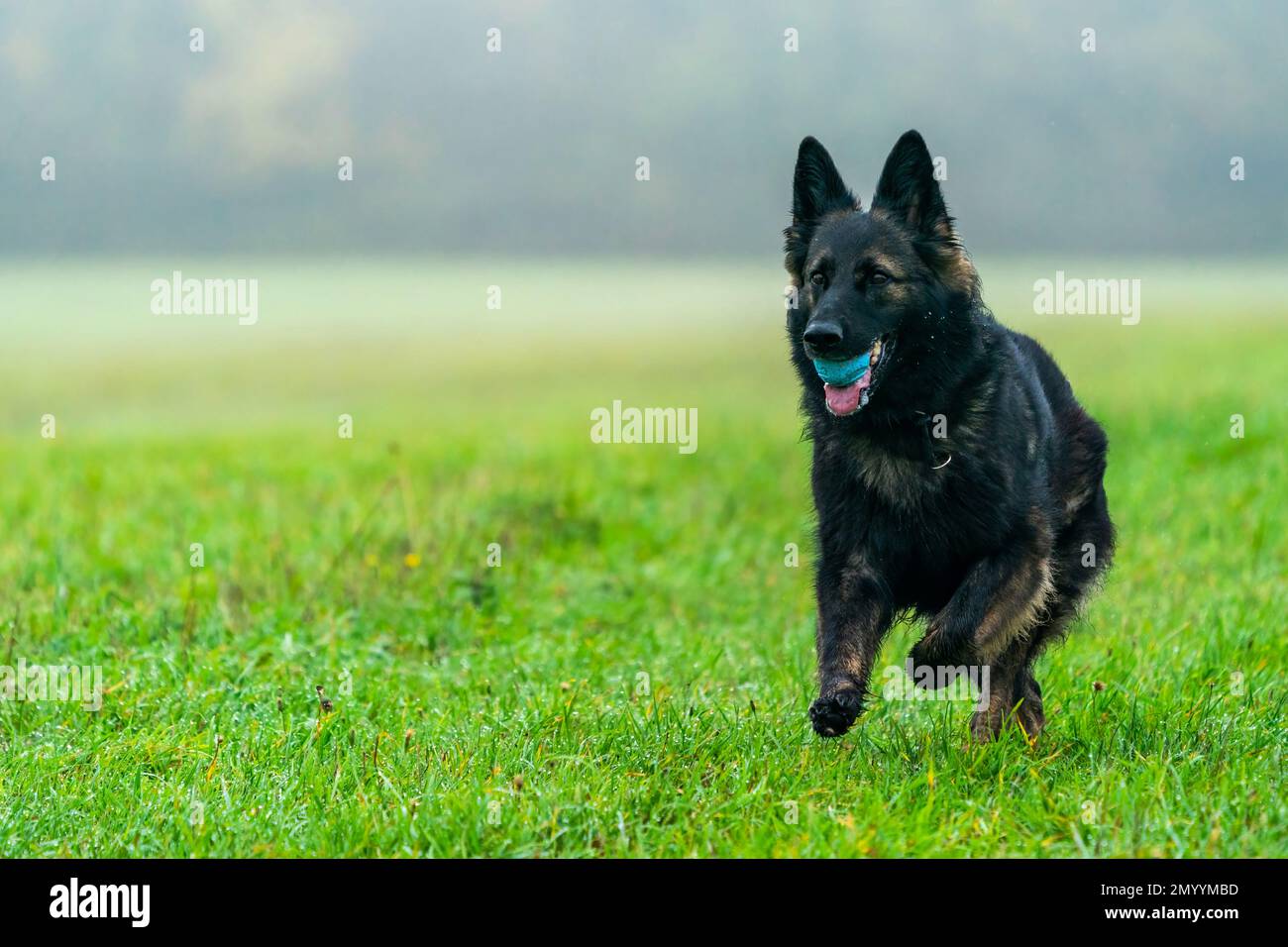 German Shepherd dog running in a park Stock Photo - Alamy