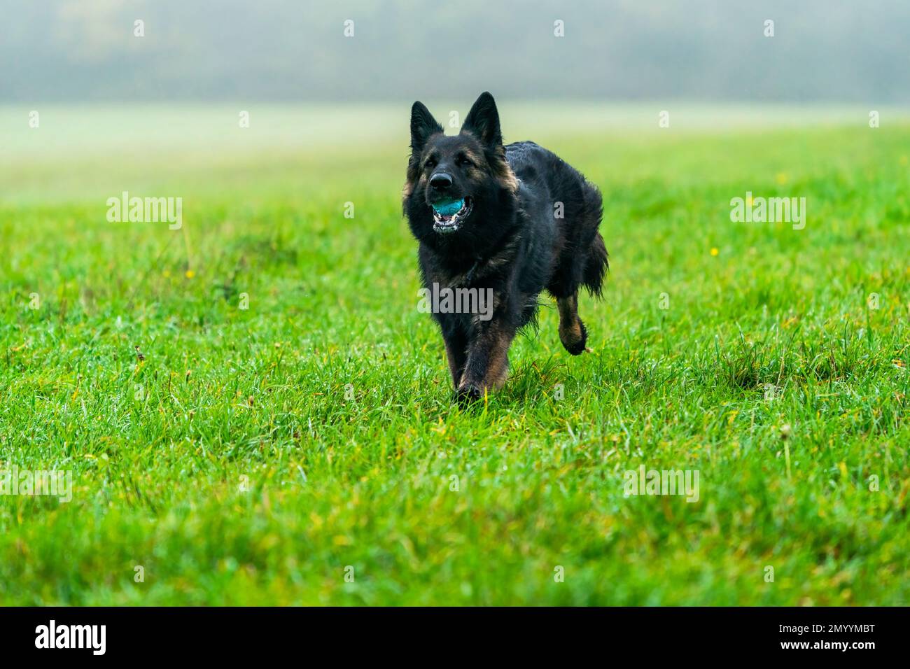 German Shepherd dog running in a park Stock Photo - Alamy