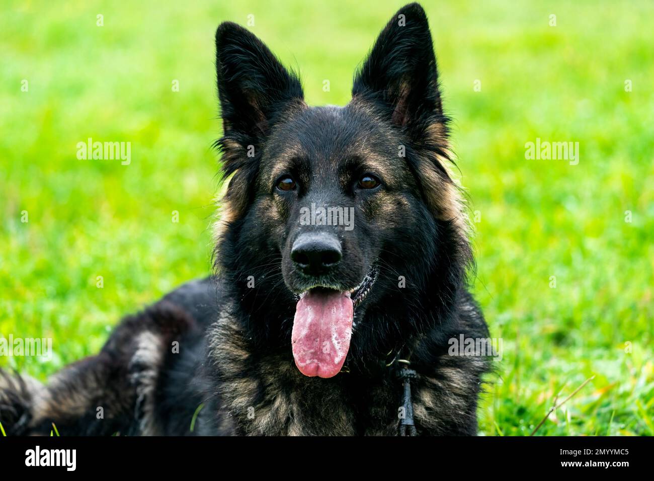 Dog training german shepherd walking hi-res stock photography and ...