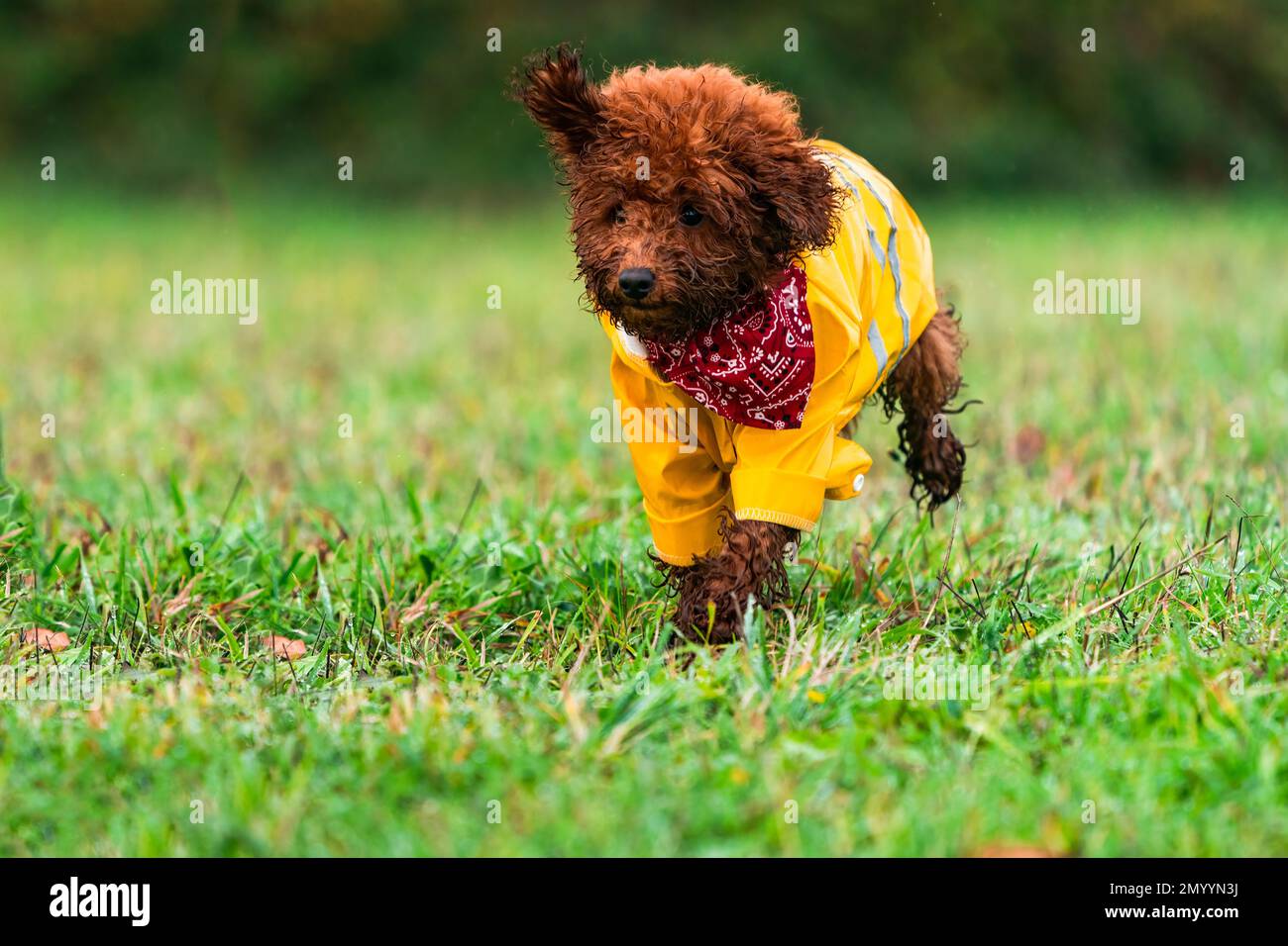 Ginger toy poodle puppy running in a park - selective focus Stock Photo ...