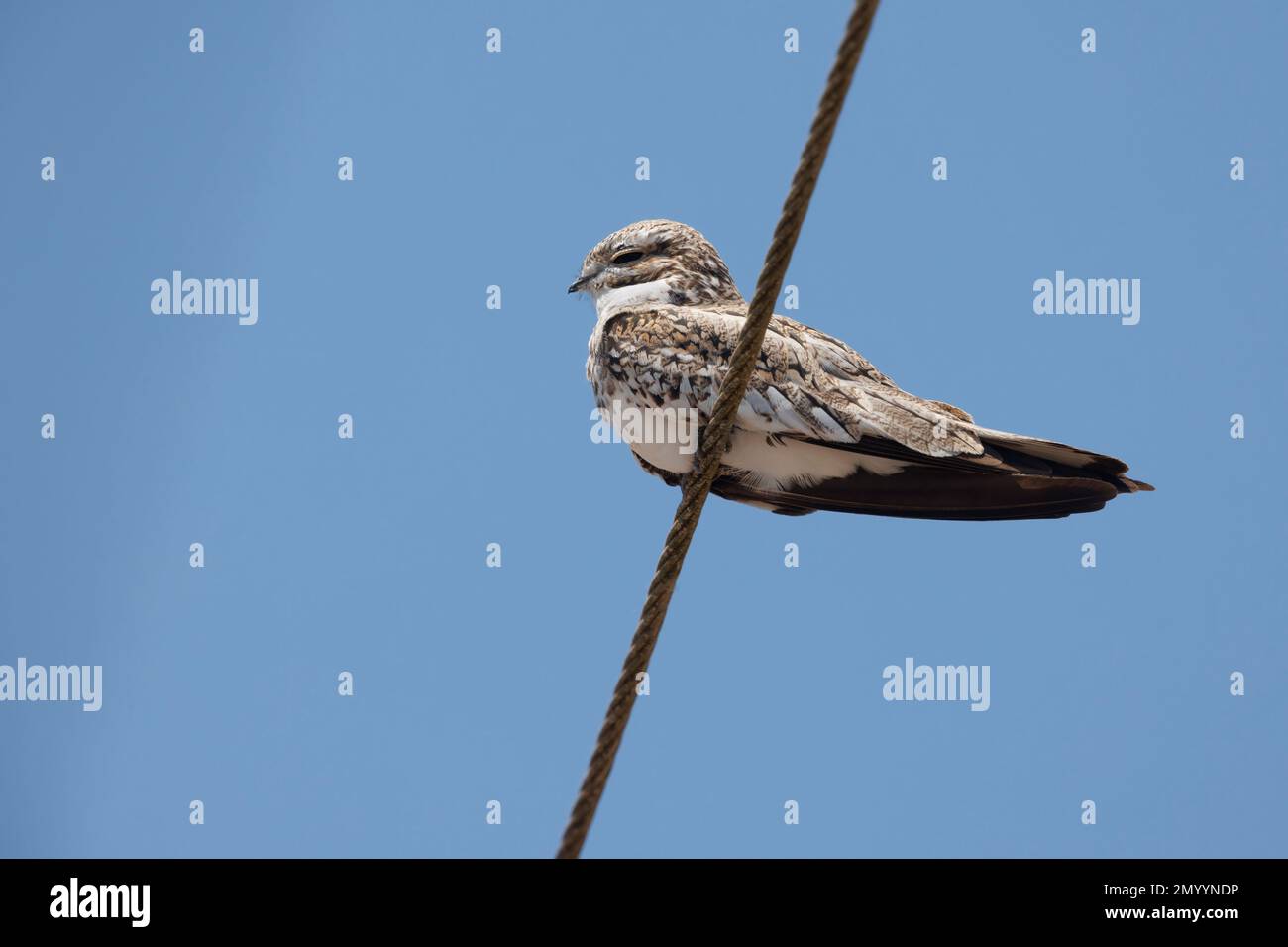 Sand-colored Nighthawk, Iranduba, Amazonas, Brazil, August 2022 Stock ...