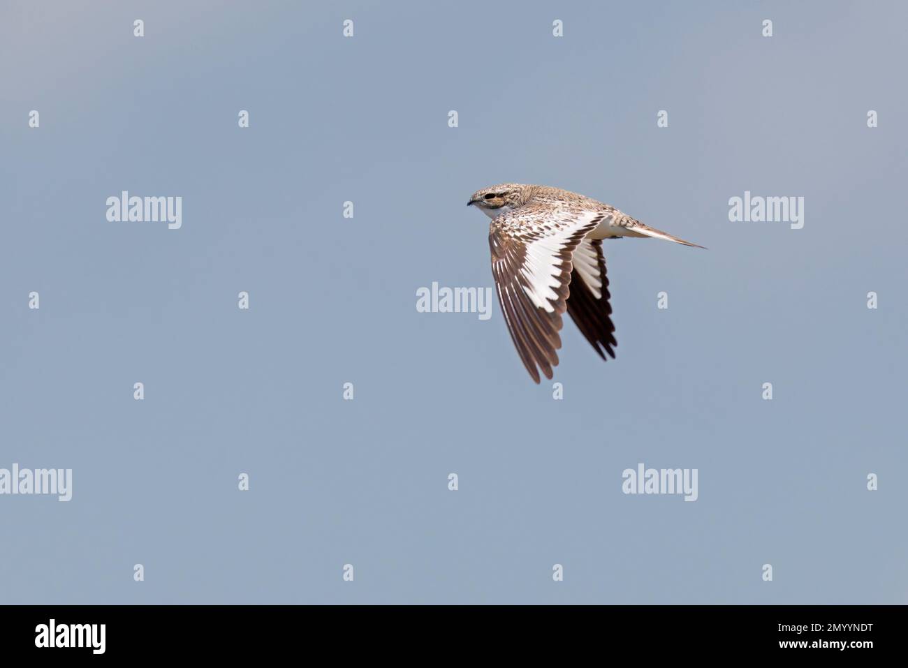 Sand-colored Nighthawk, Iranduba, Amazonas, Brazil, August 2022 Stock ...