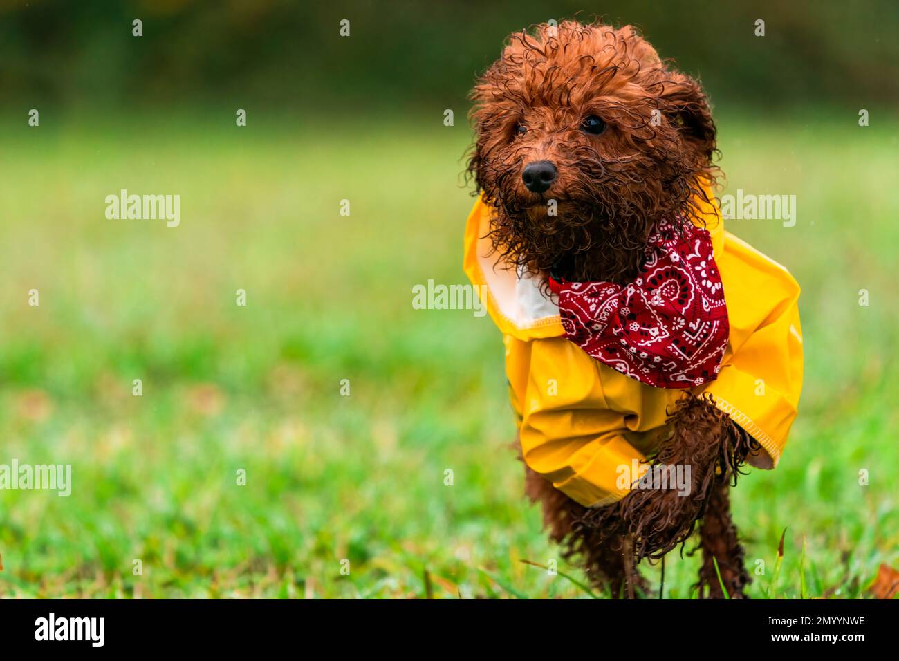 Ginger toy poodle puppy running in a park - selective focus Stock Photo ...