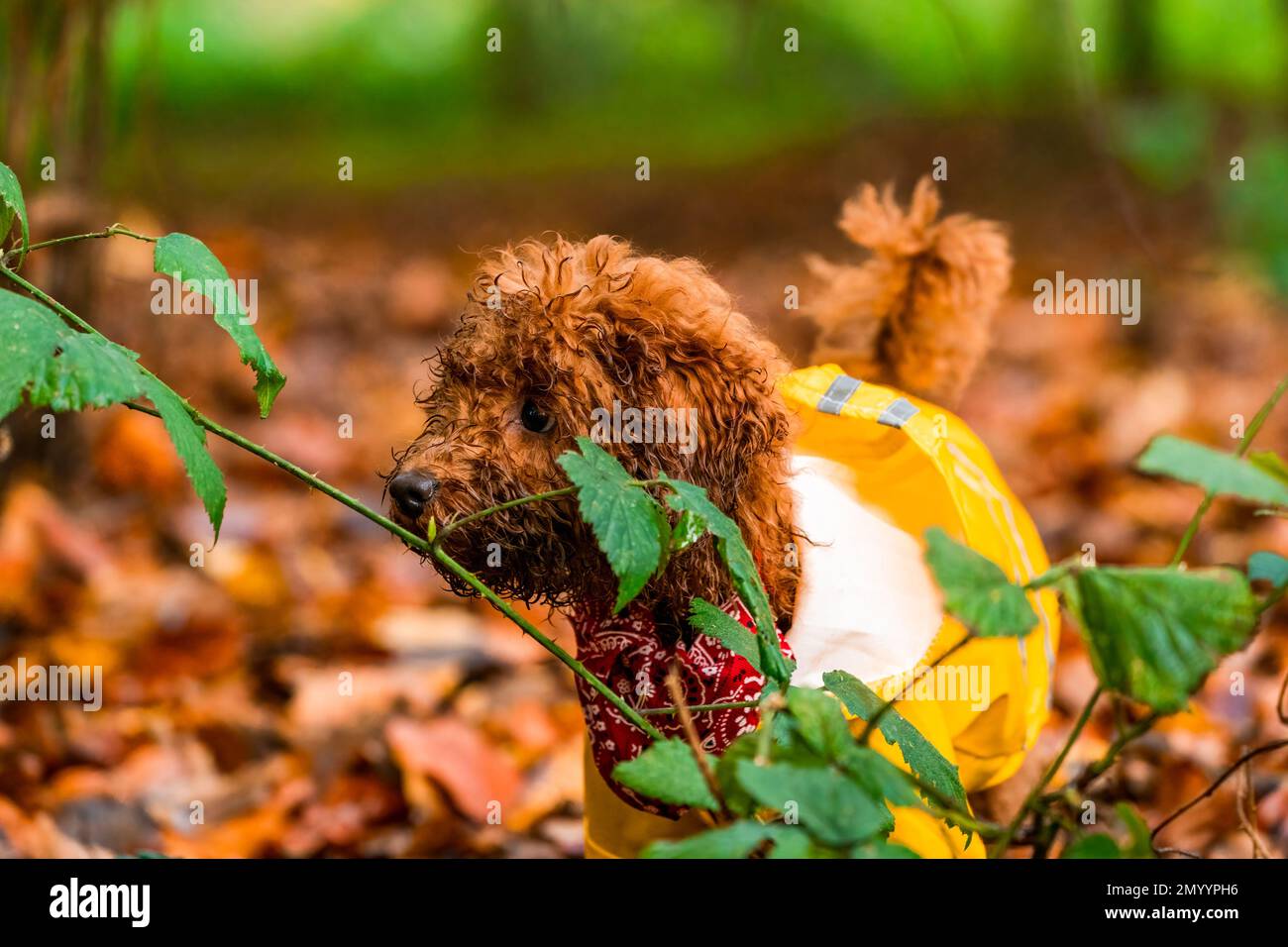 Ginger toy poodle puppy in a park - selective focus Stock Photo - Alamy