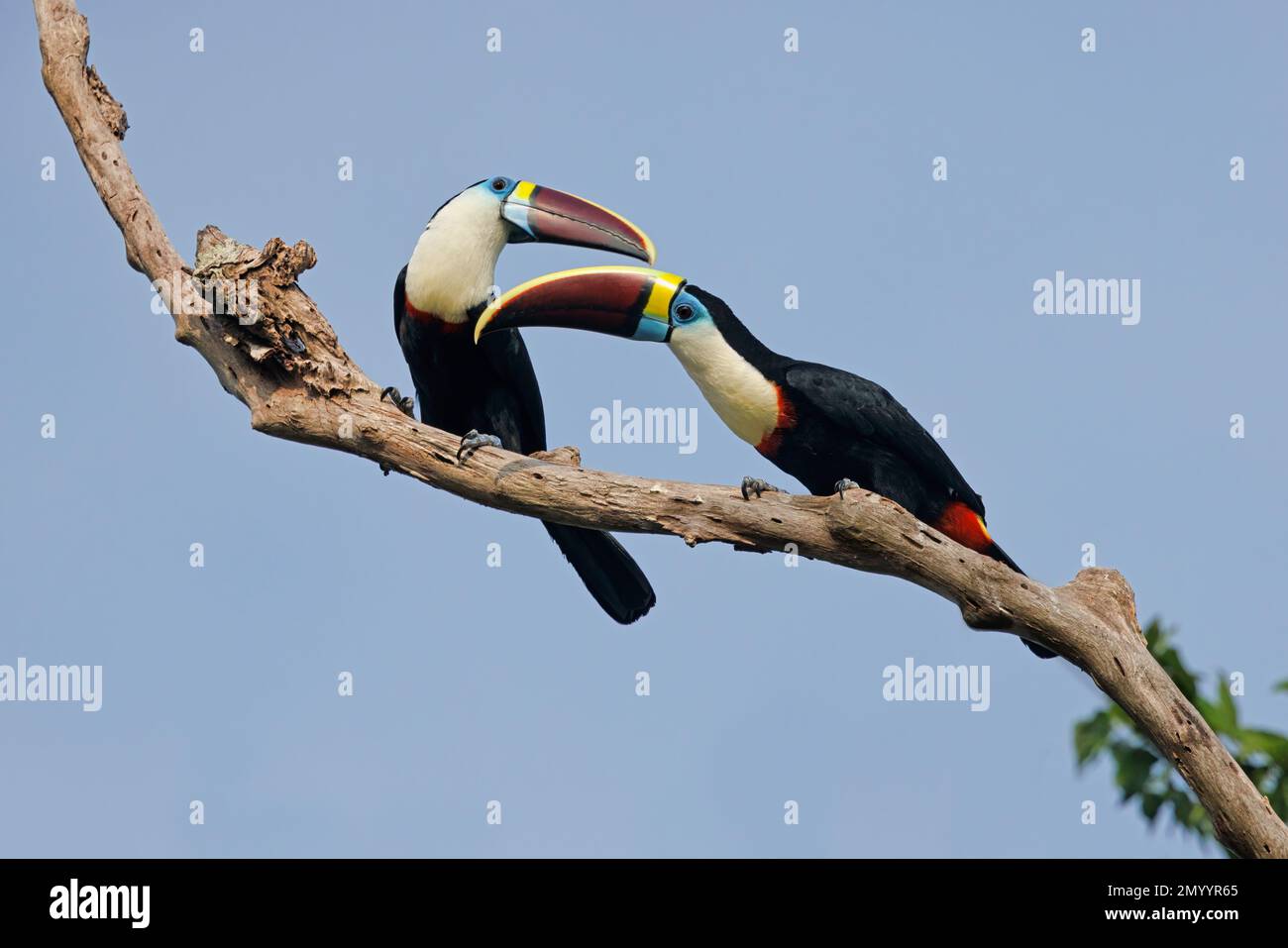 White-throated Toucan, Manaus, Amazona, Brazil, August 2022 Stock Photo ...